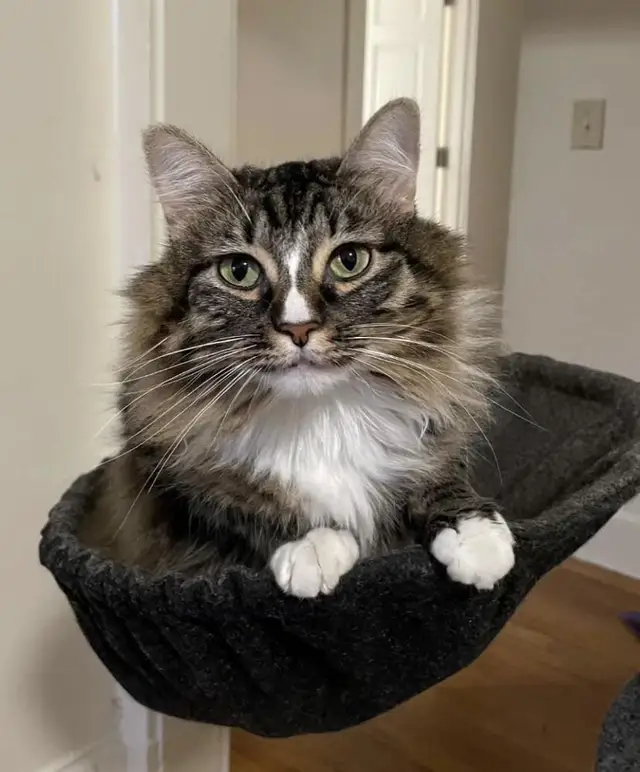 Chuck Norris aka Ham Dinner Man | Scrolller