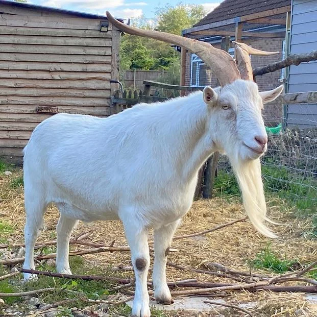 White goat | Scrolller