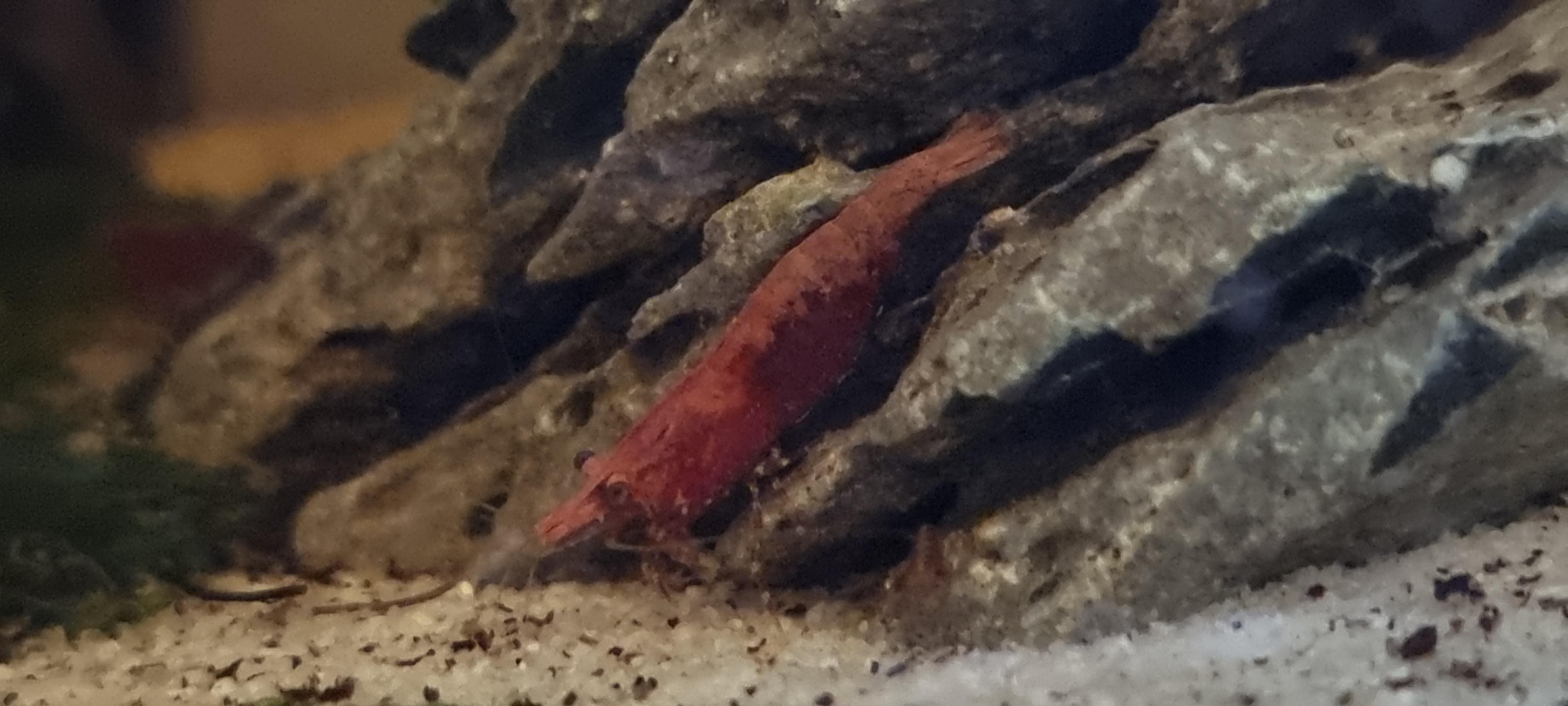 Cherry shrimp has turned from bright red to orange on the top what does it mean? | Scrolller