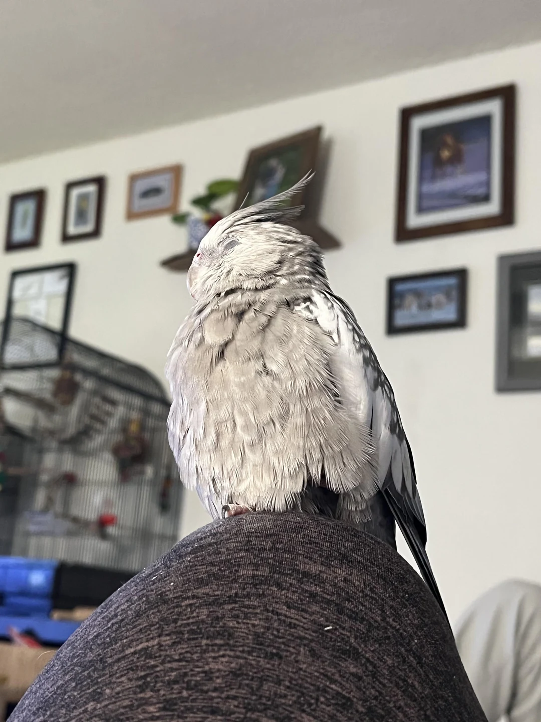 Sleepy sphere birb | Scrolller