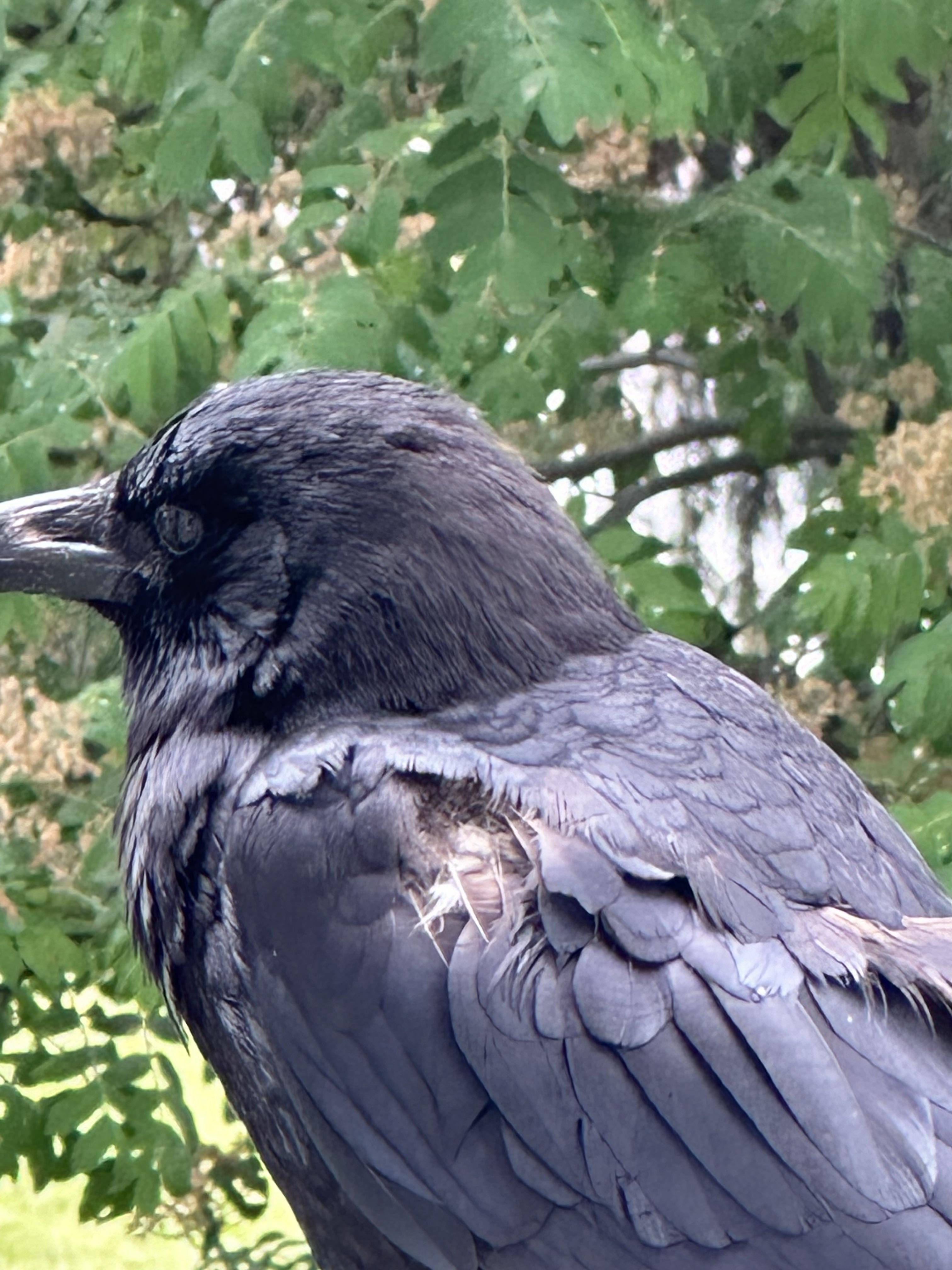 Bald patch | Scrolller