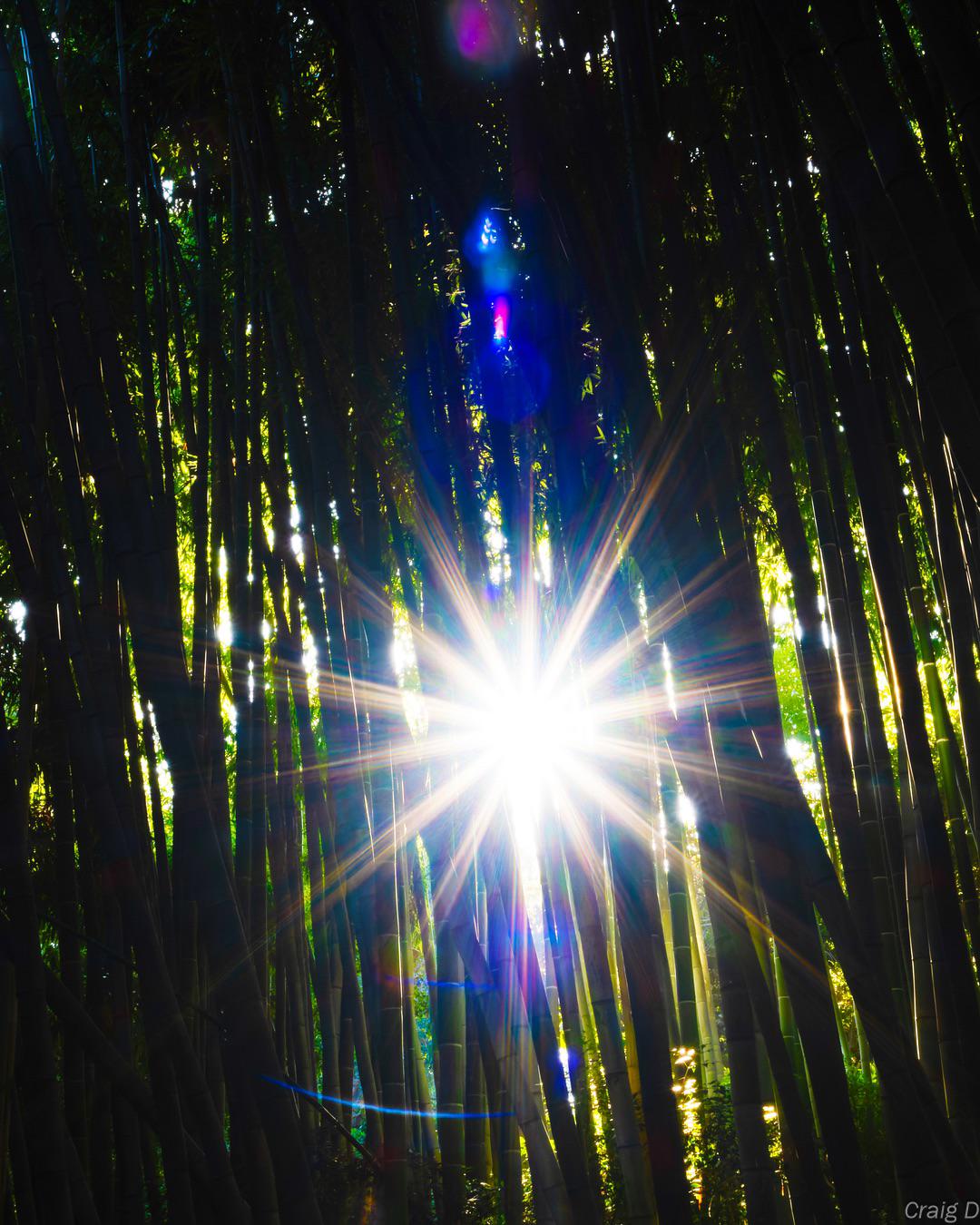 Bamboo [oc] | Scrolller