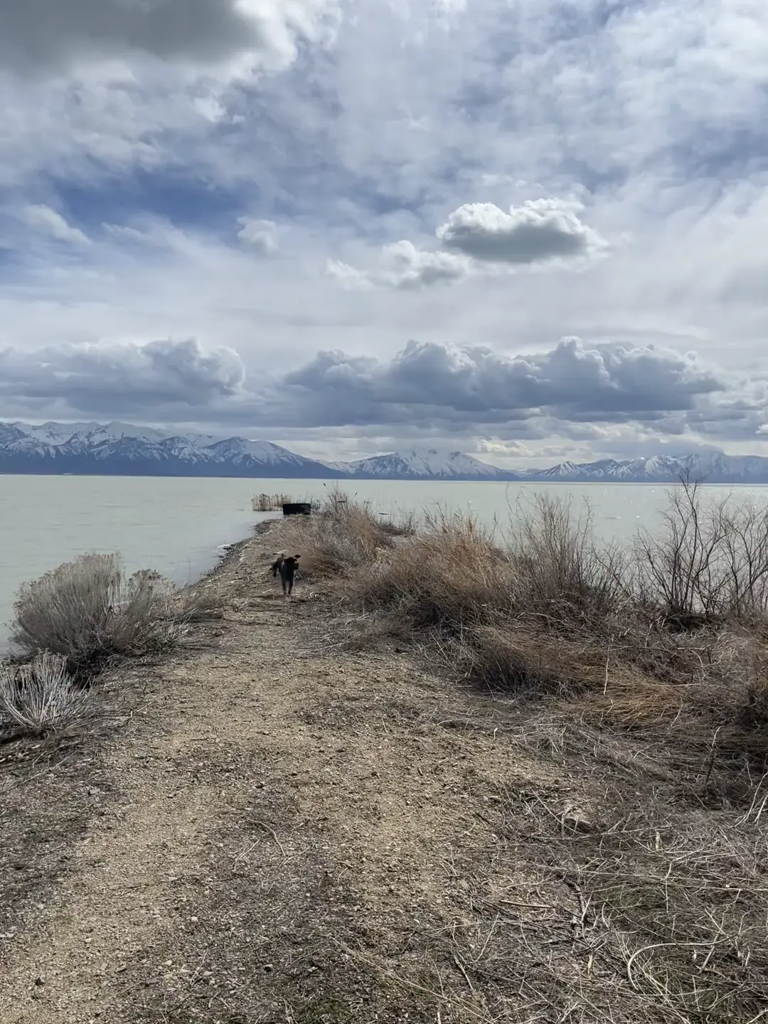 Bandit on the loose | Scrolller