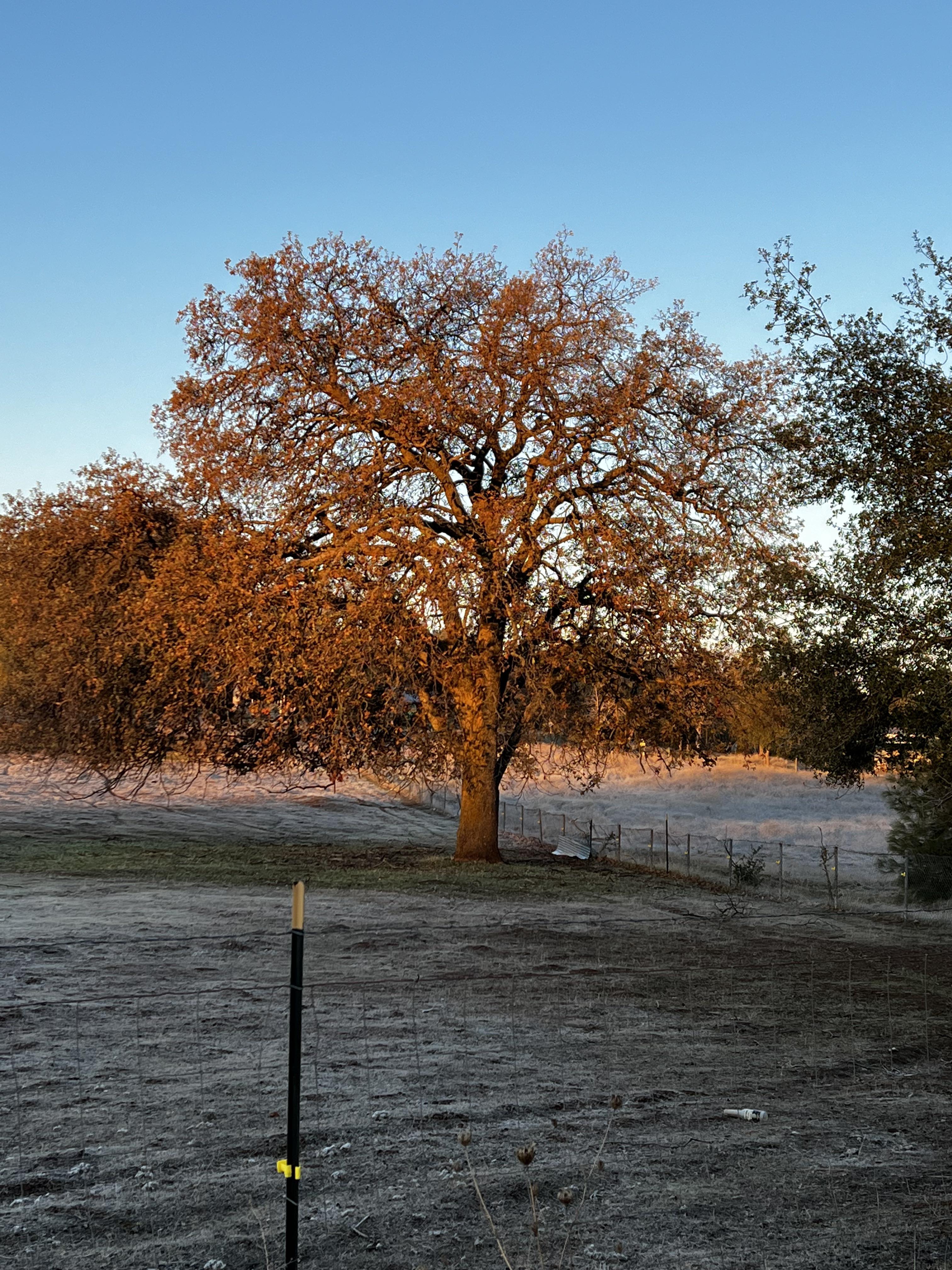 Bare tree and frosty fields | Scrolller
