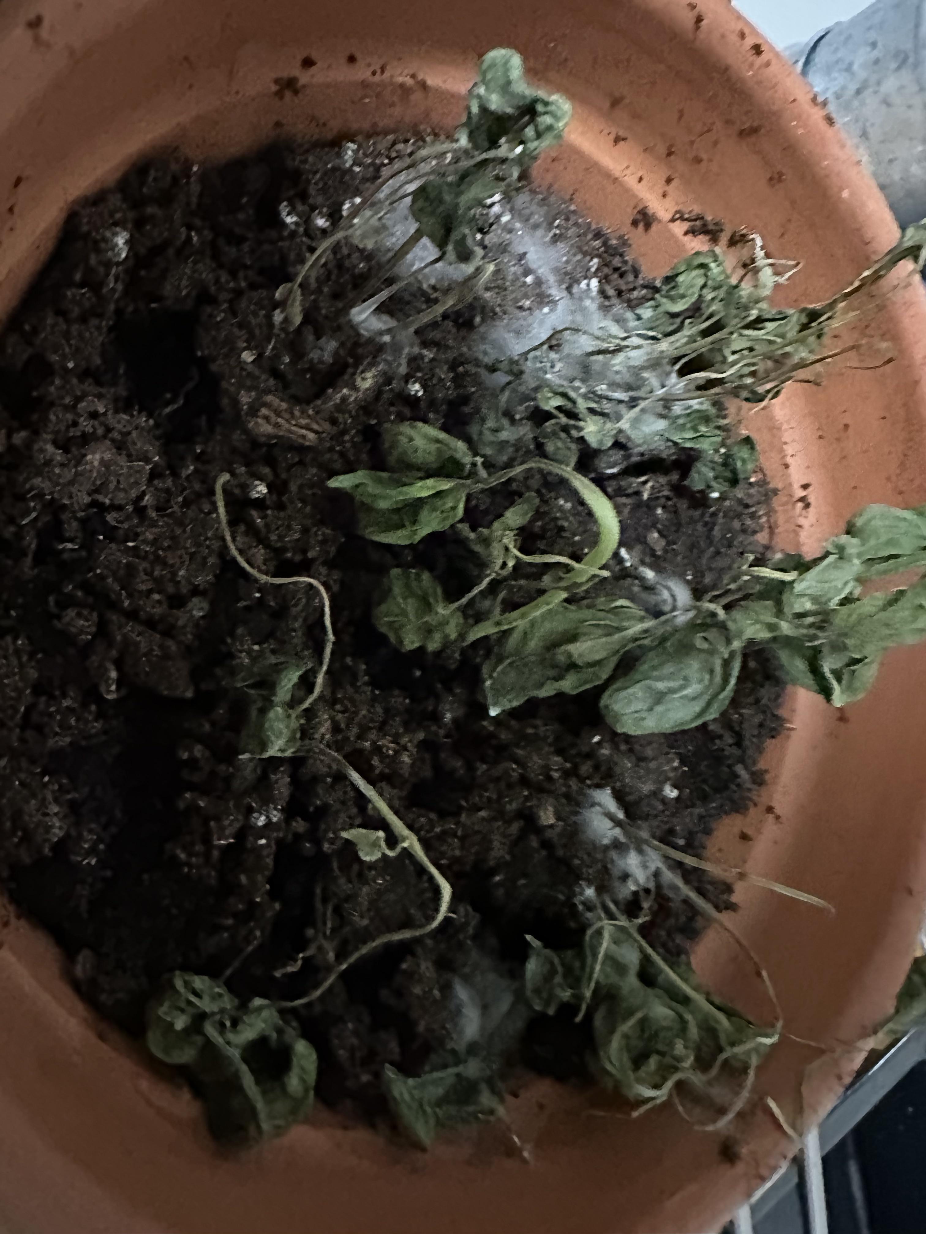 Basil always turns into to mold | Scrolller