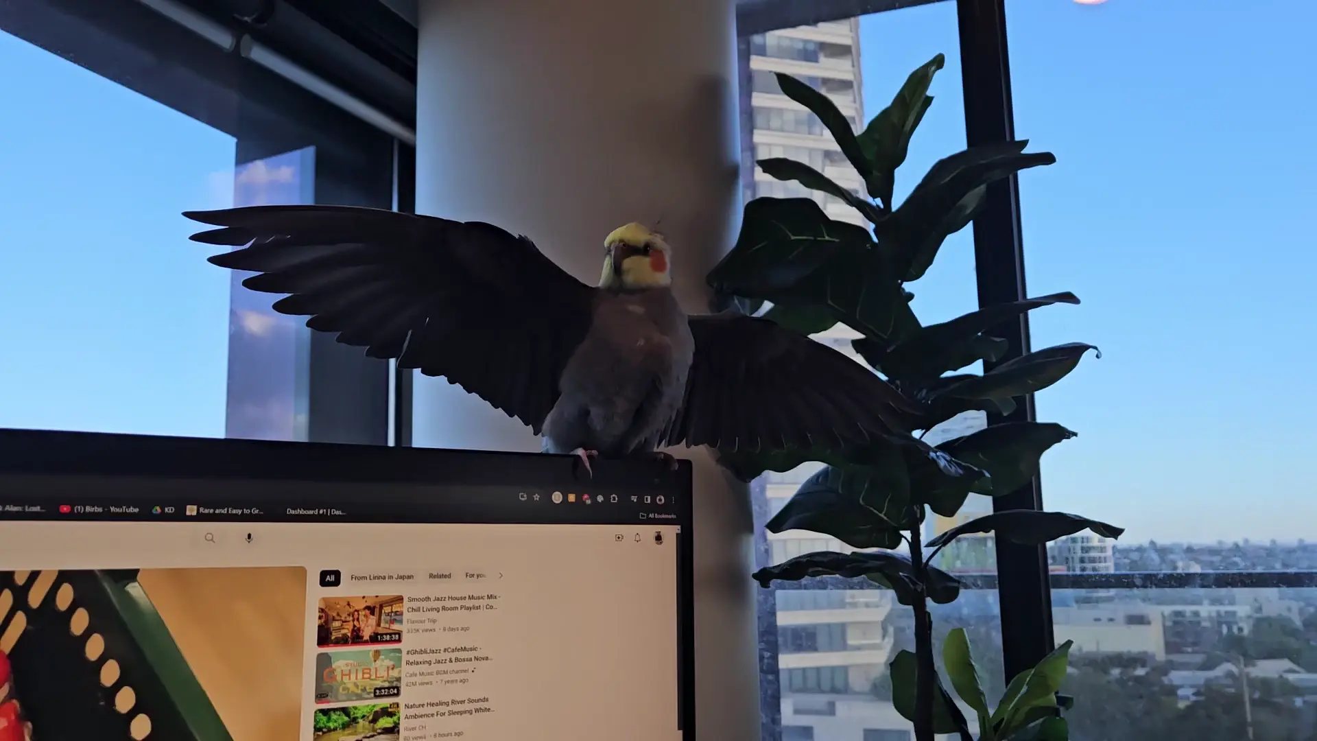 Basil is the biggest eagle! | Scrolller
