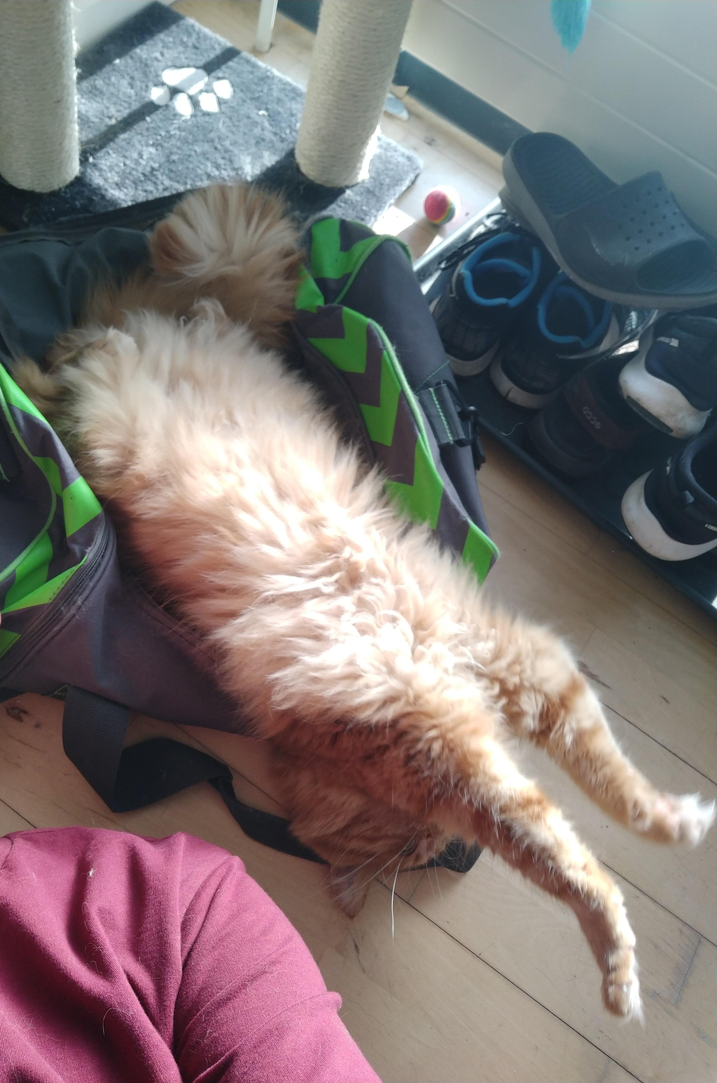 Basking Balder | Scrolller