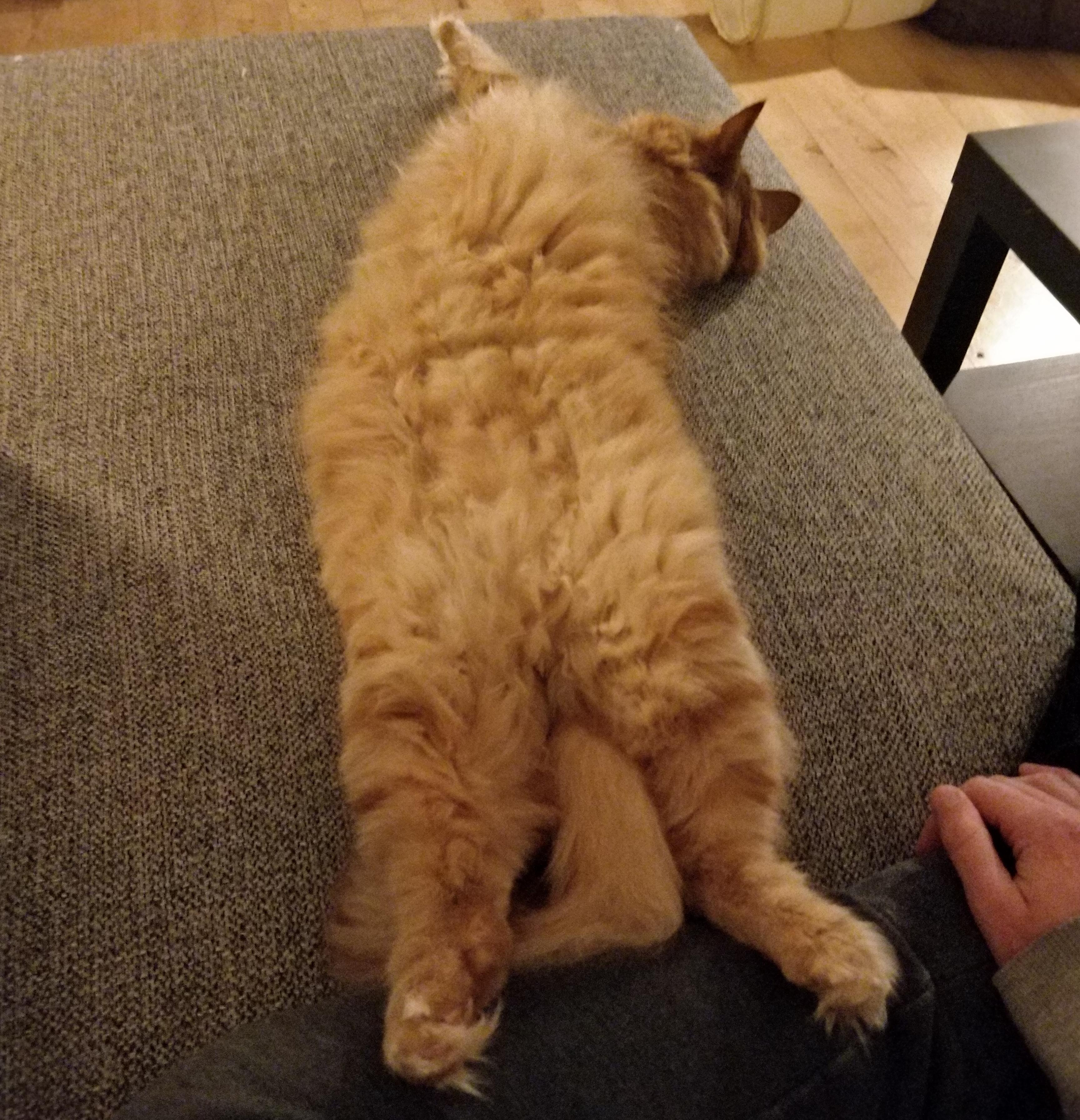 Basking Balder v2 | Scrolller