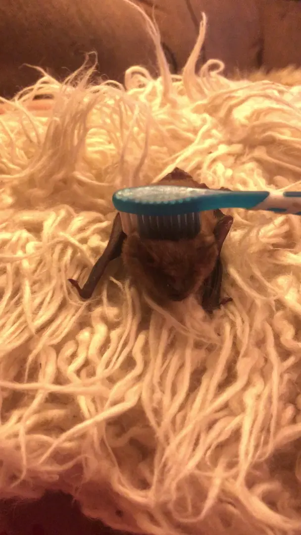 Batness Leatherwing enjoying a spa day | Scrolller