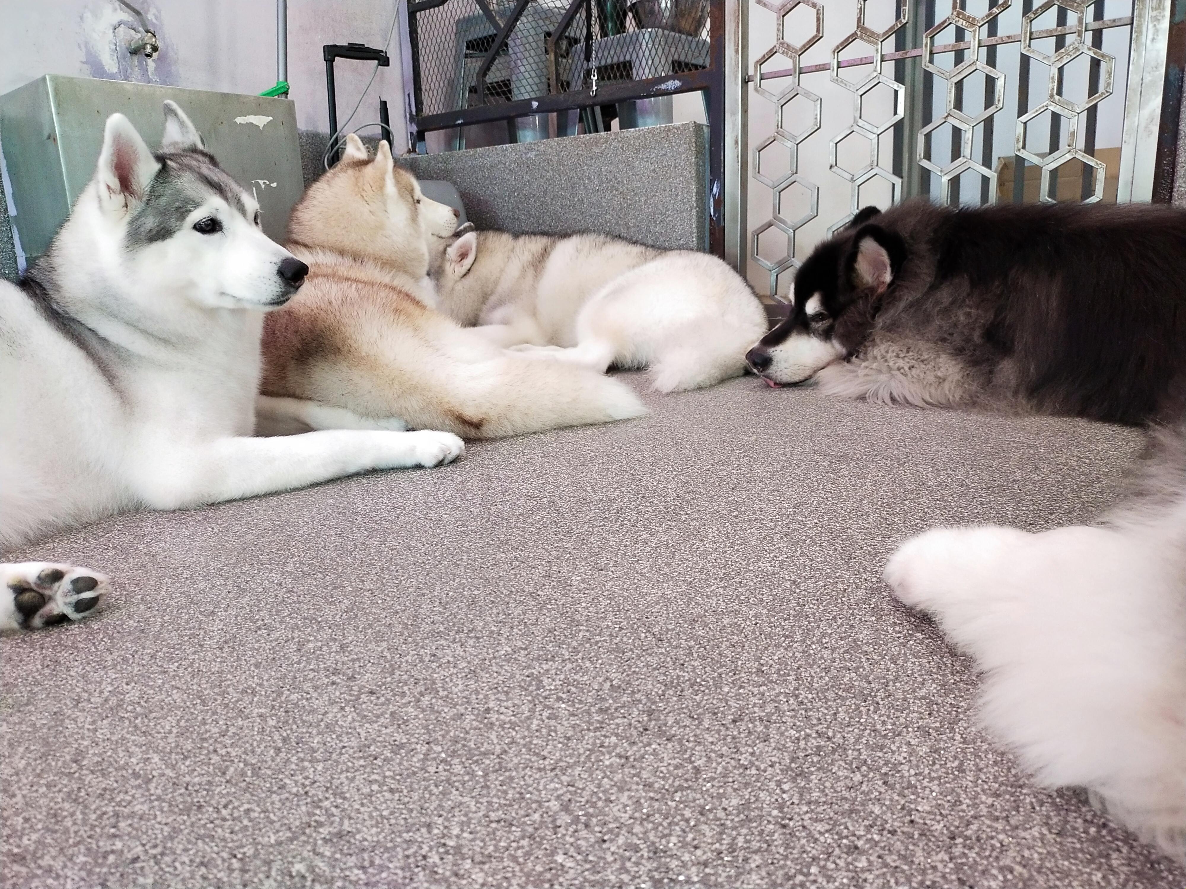 Floof overload | Scrolller