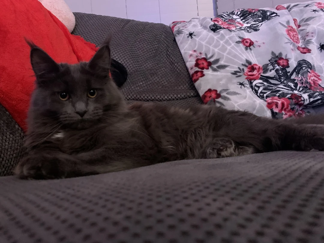 She Stole my spot on the sofa | Scrolller