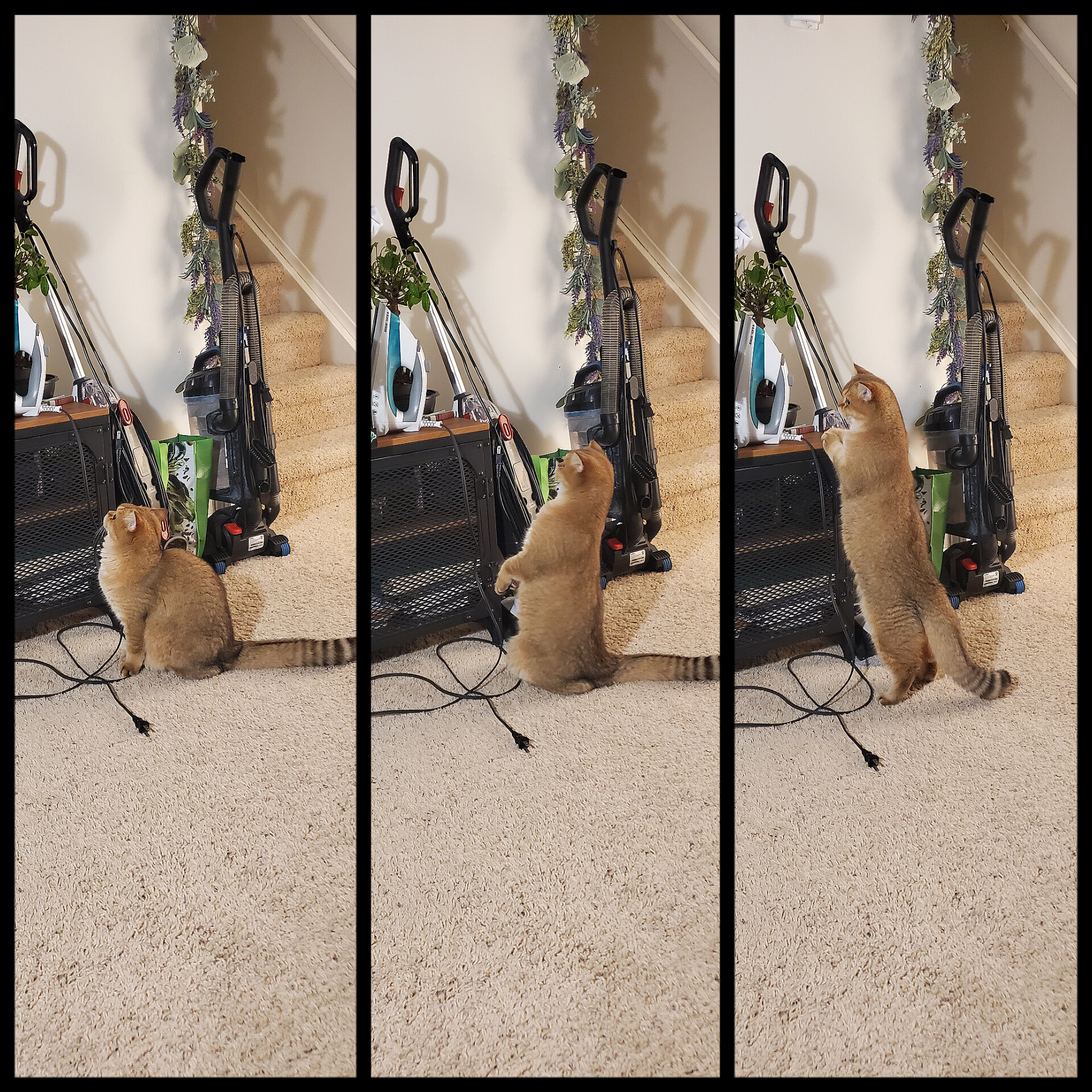 The evolution of Morty | Scrolller