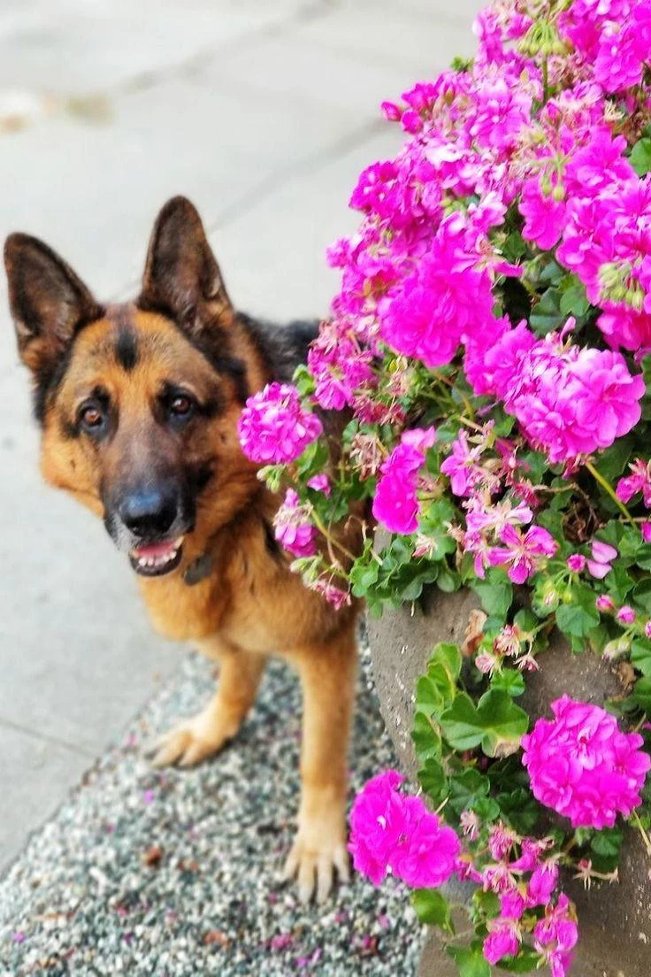 This Cute German Shepherd 🐶 | Scrolller