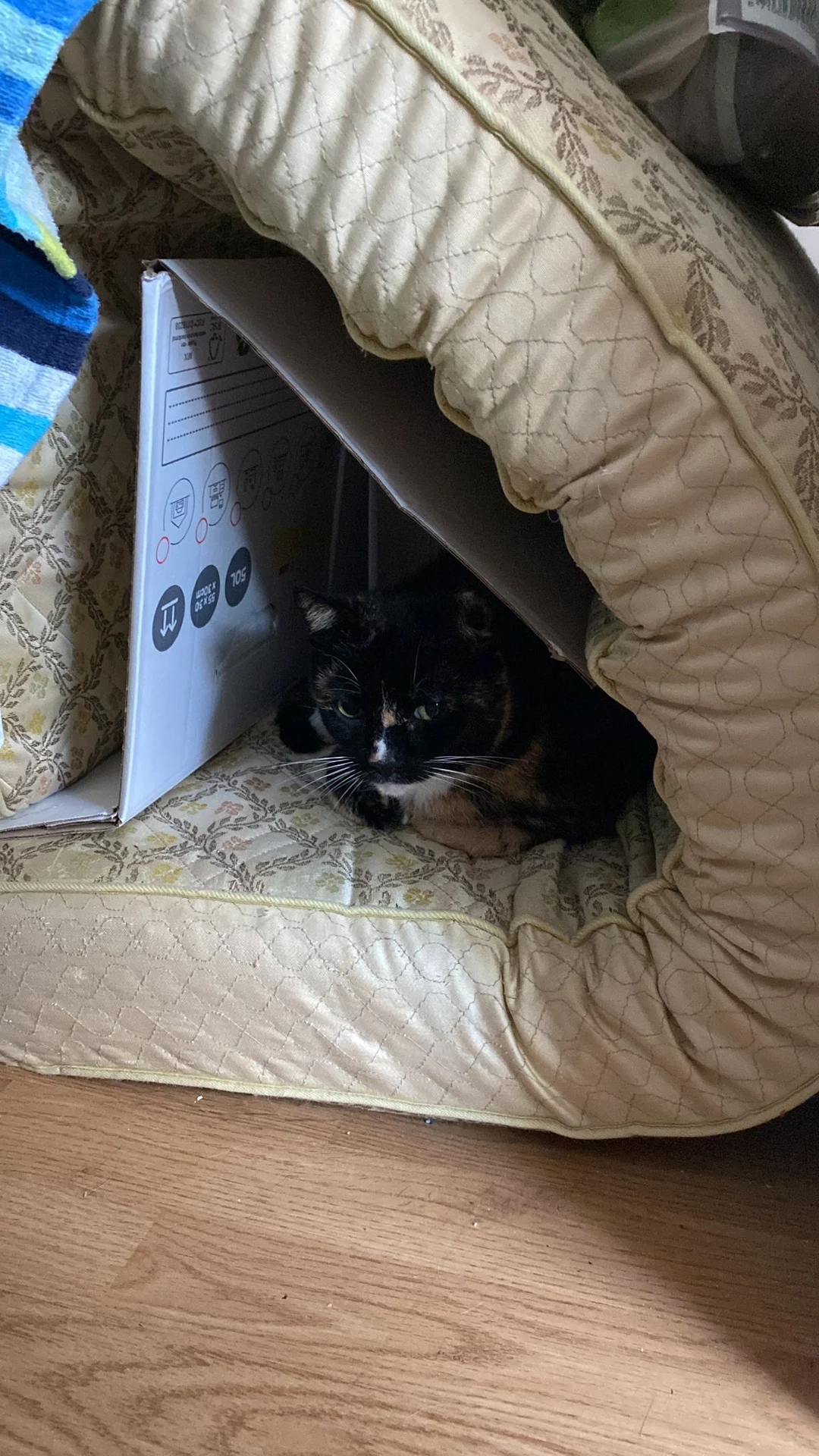 sophisticated cat trap | Scrolller