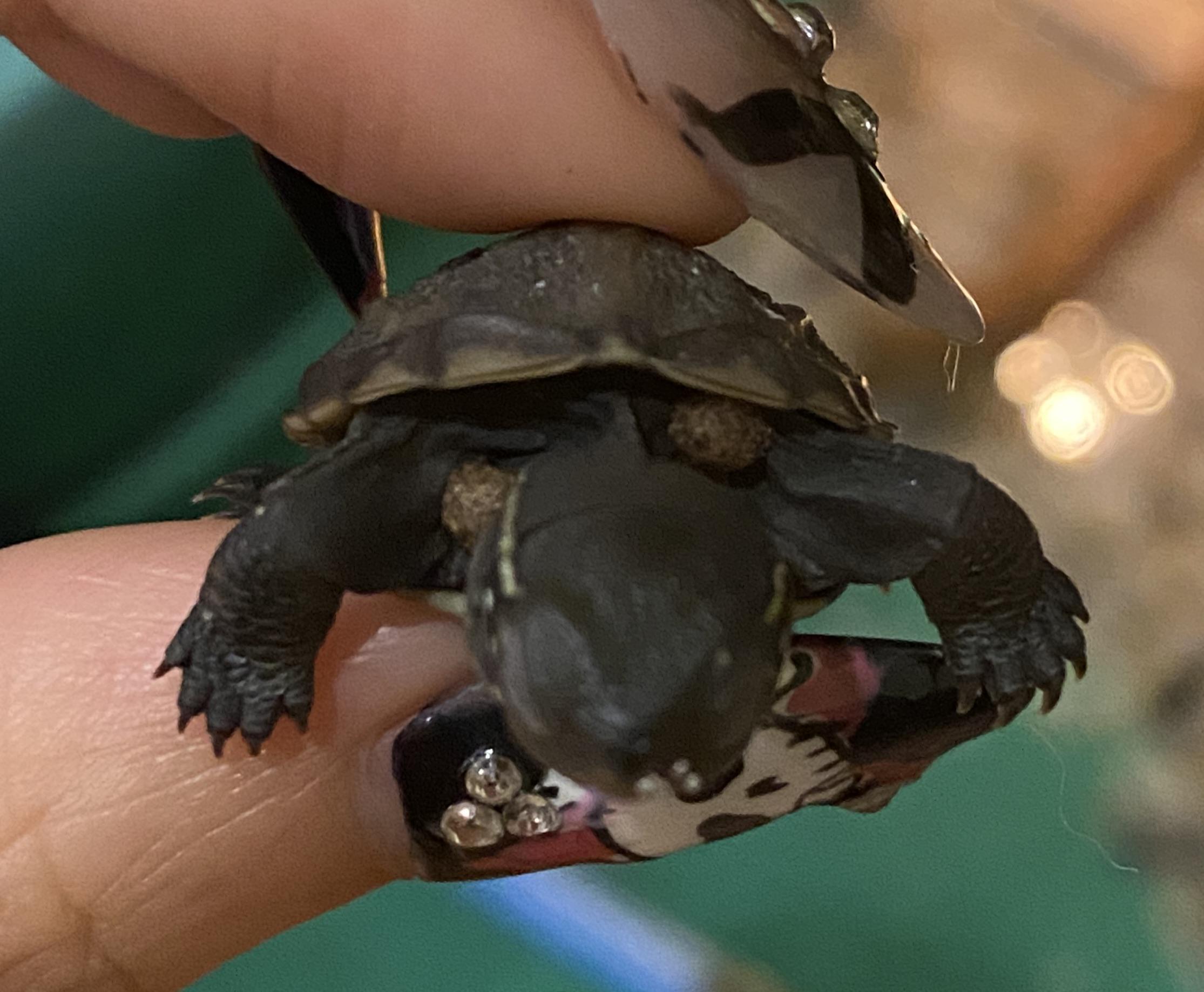 Chinese pond turt got lumps | Scrolller