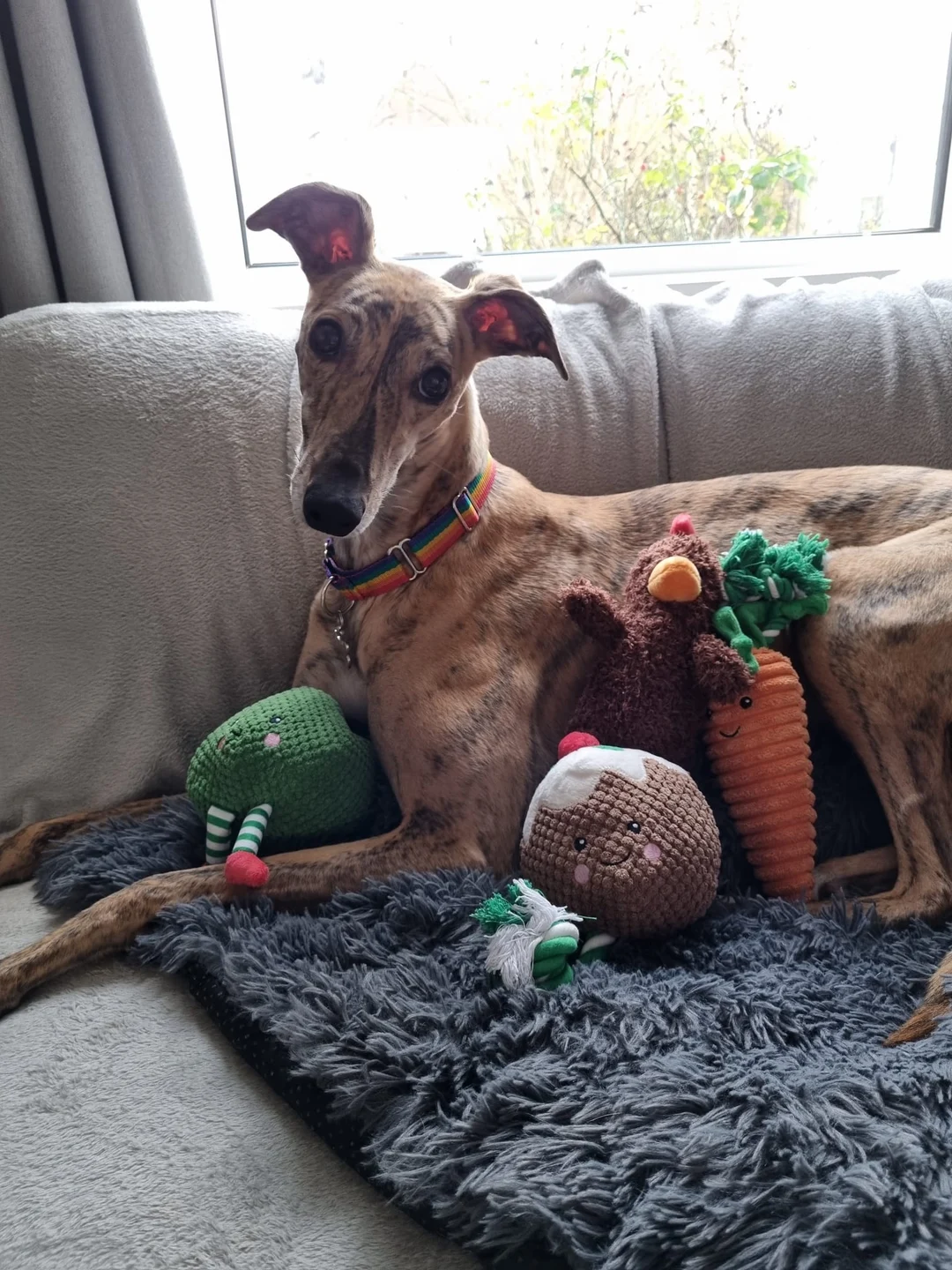 Christmas dinner greyhound style | Scrolller