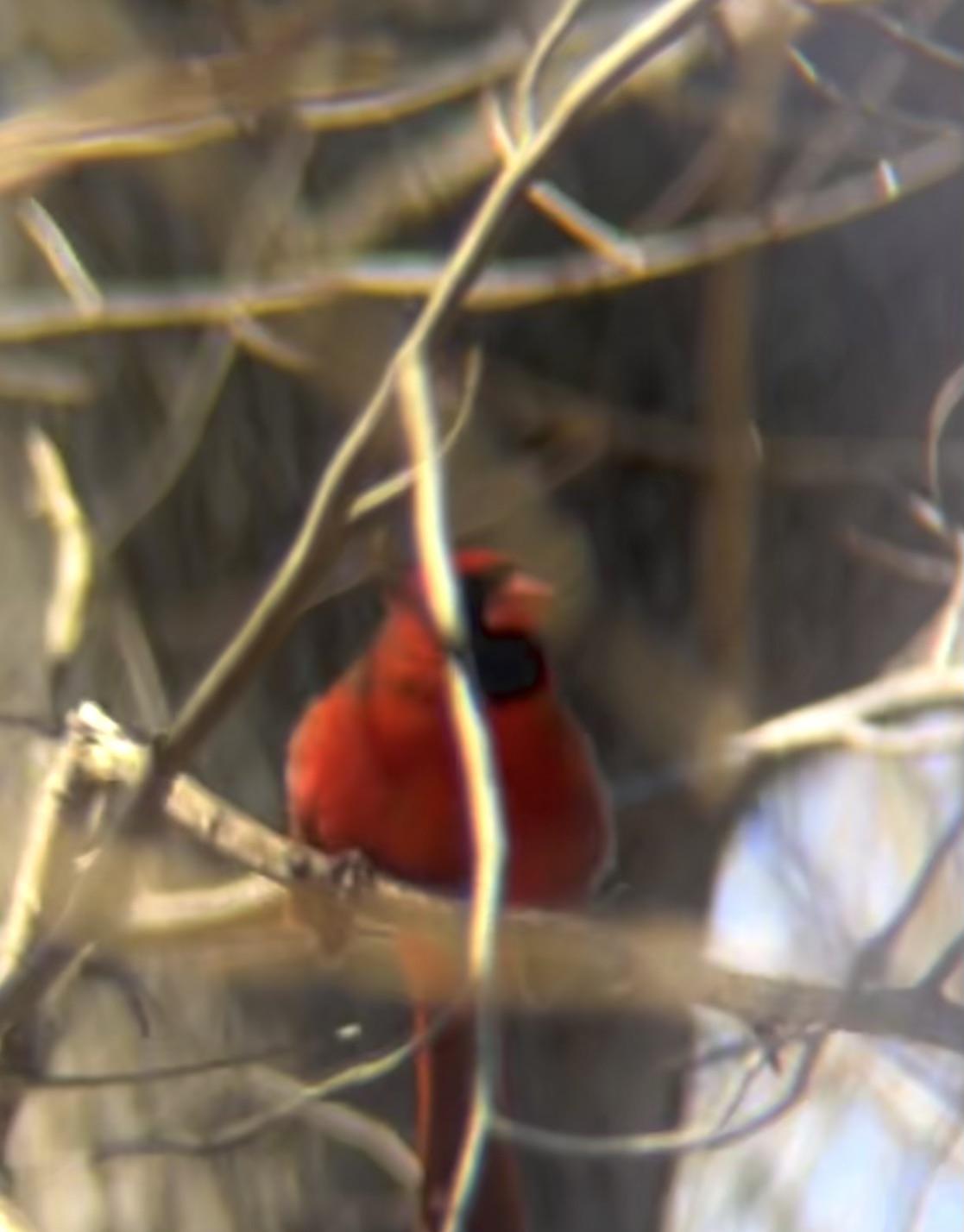 Discover more like Birdpics: Chunky Cardinal and Related Content | Scrolller