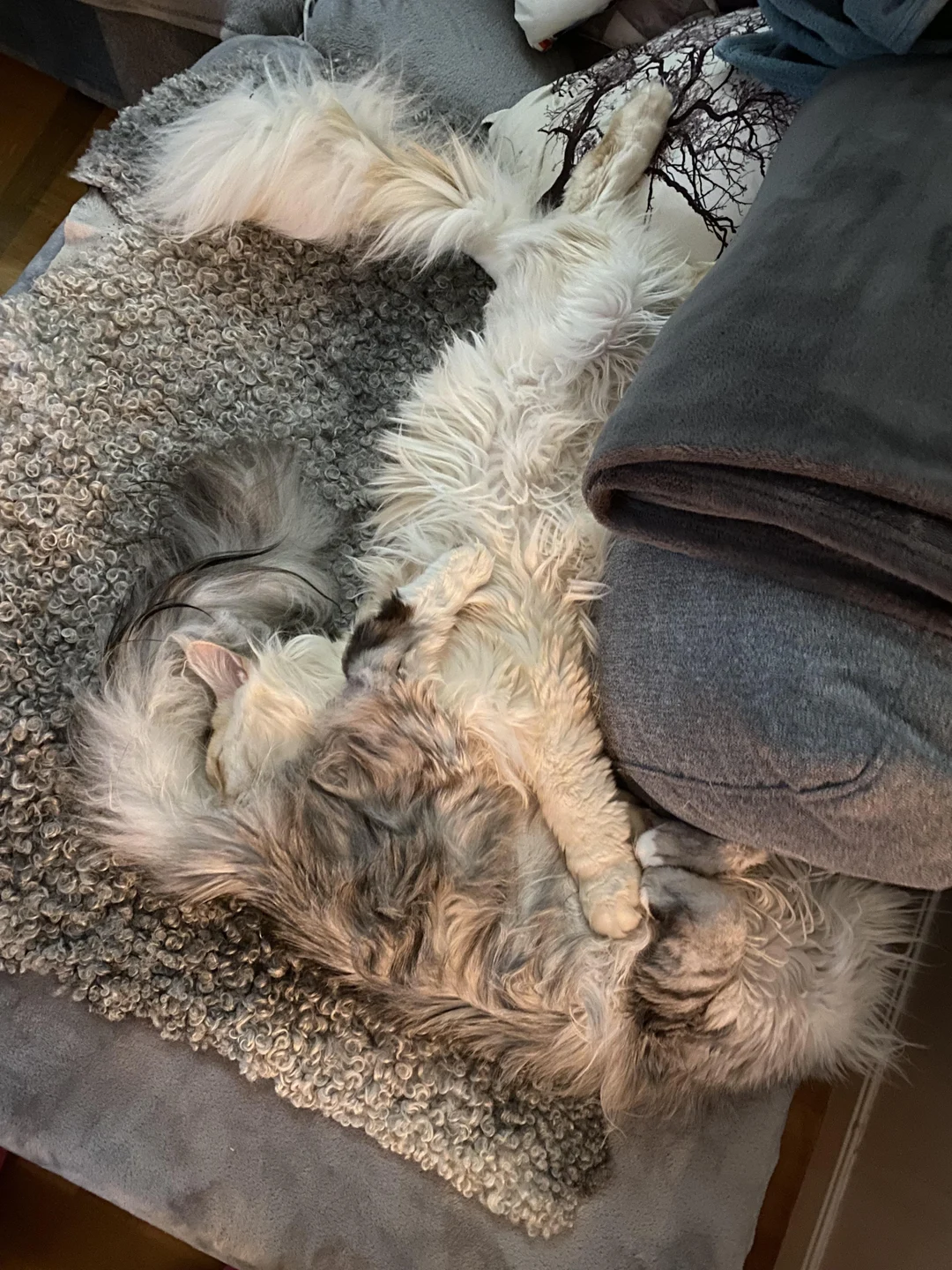 Twice the floof | Scrolller