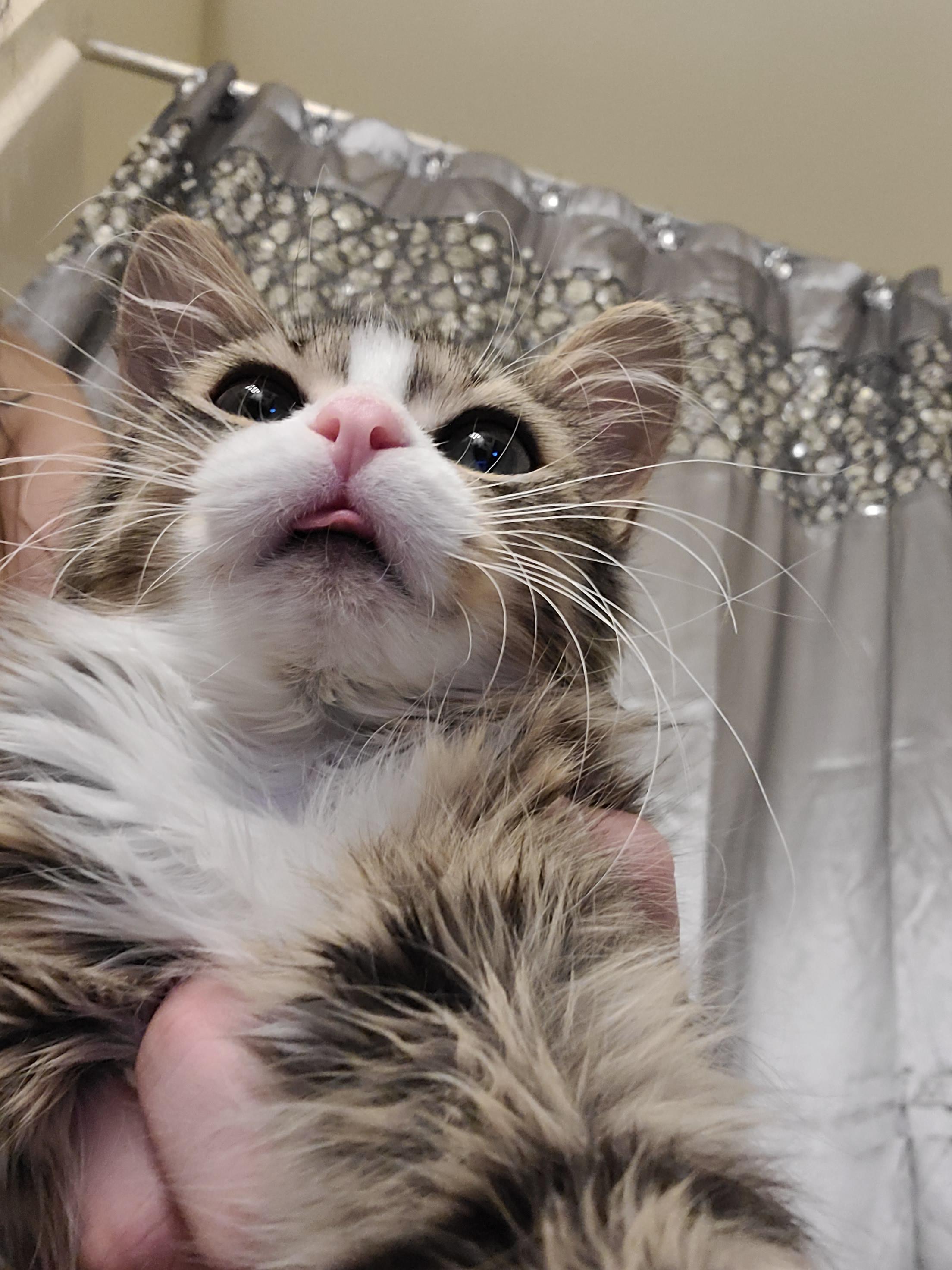 I think beaker qualifies as eye bleach with her blep | Scrolller