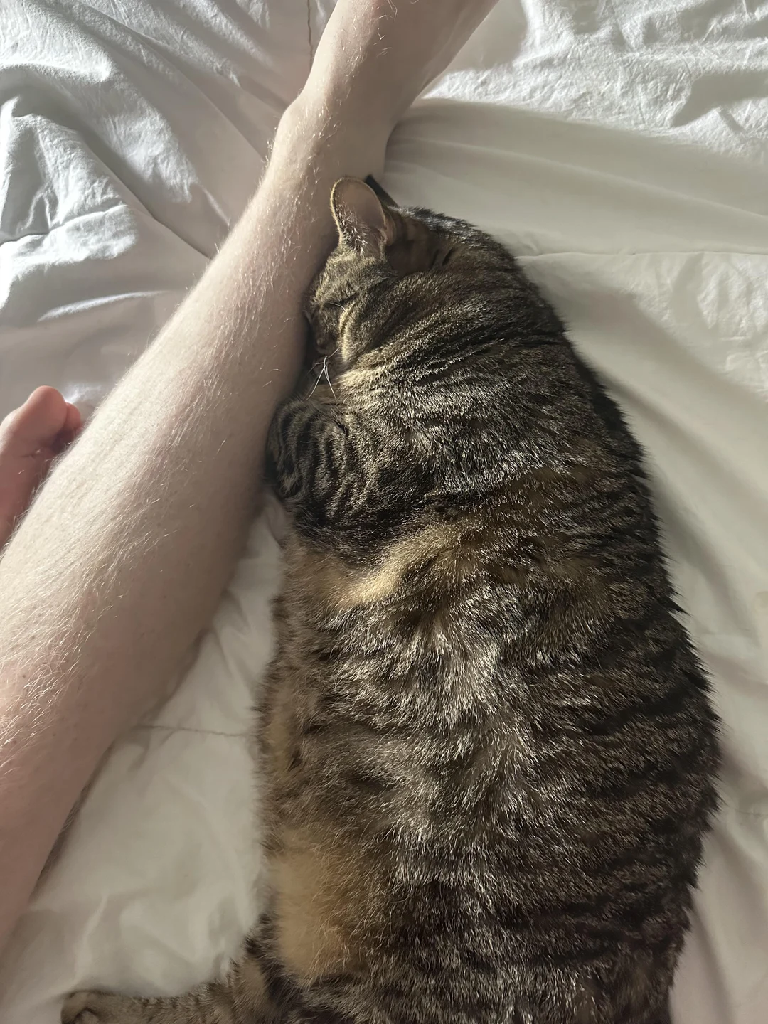 Sleepy Chonk | Scrolller