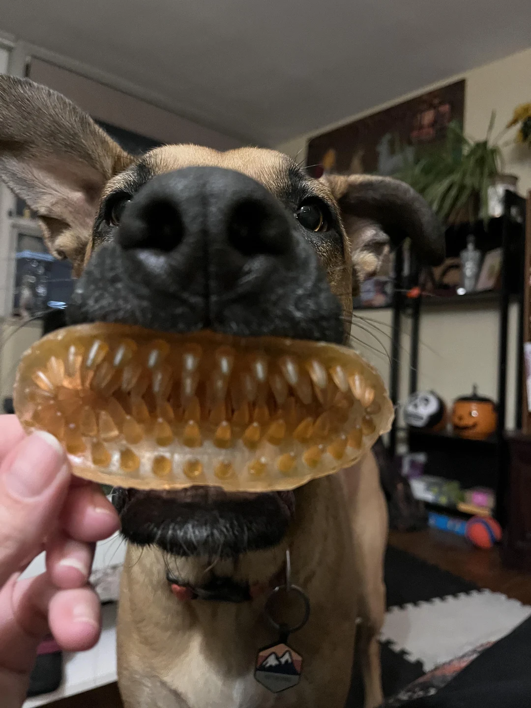 Lotsa Teeth | Scrolller