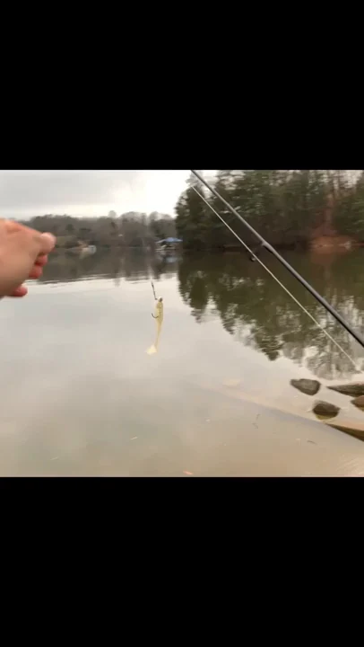 Striped Bass? | Scrolller