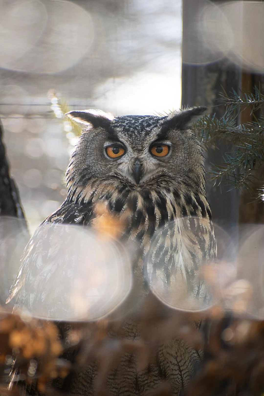 Serious owl | Scrolller