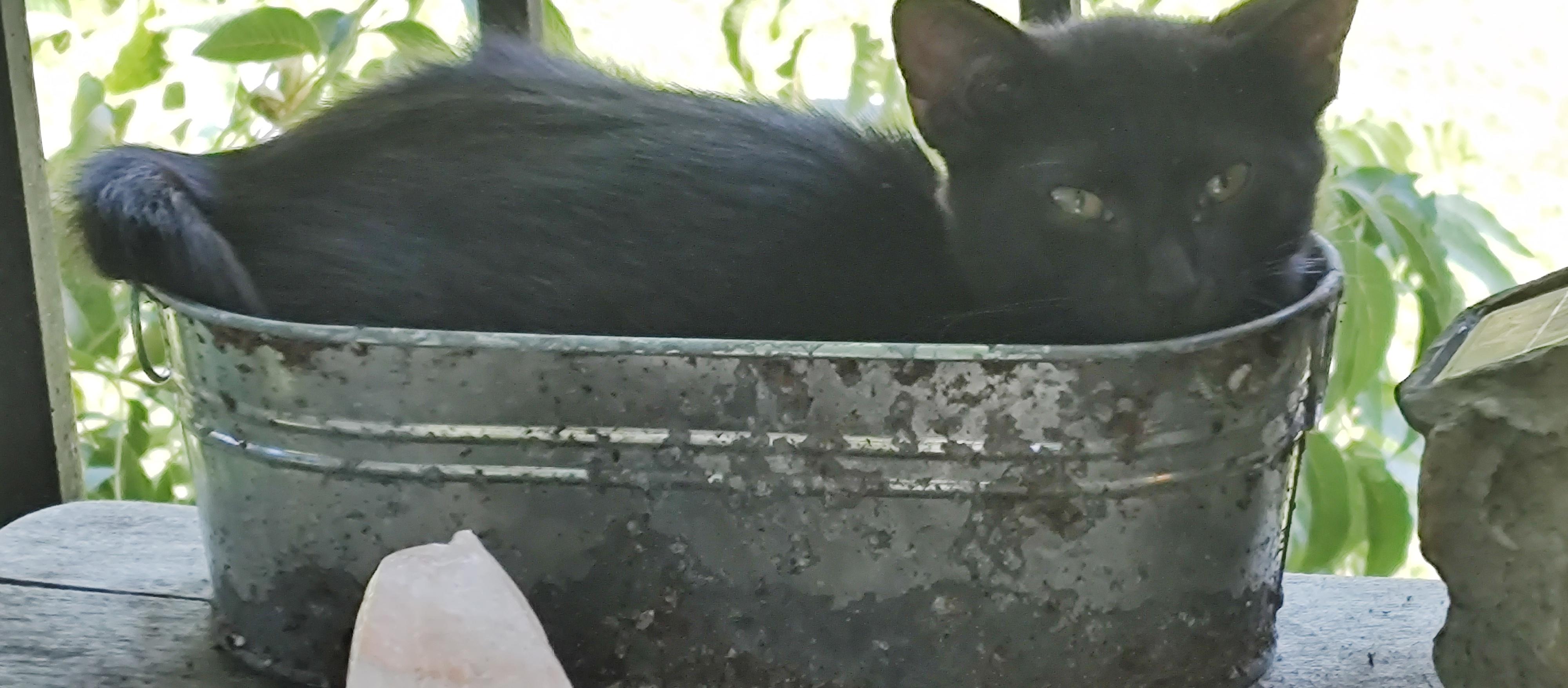 Bucket cat | Scrolller