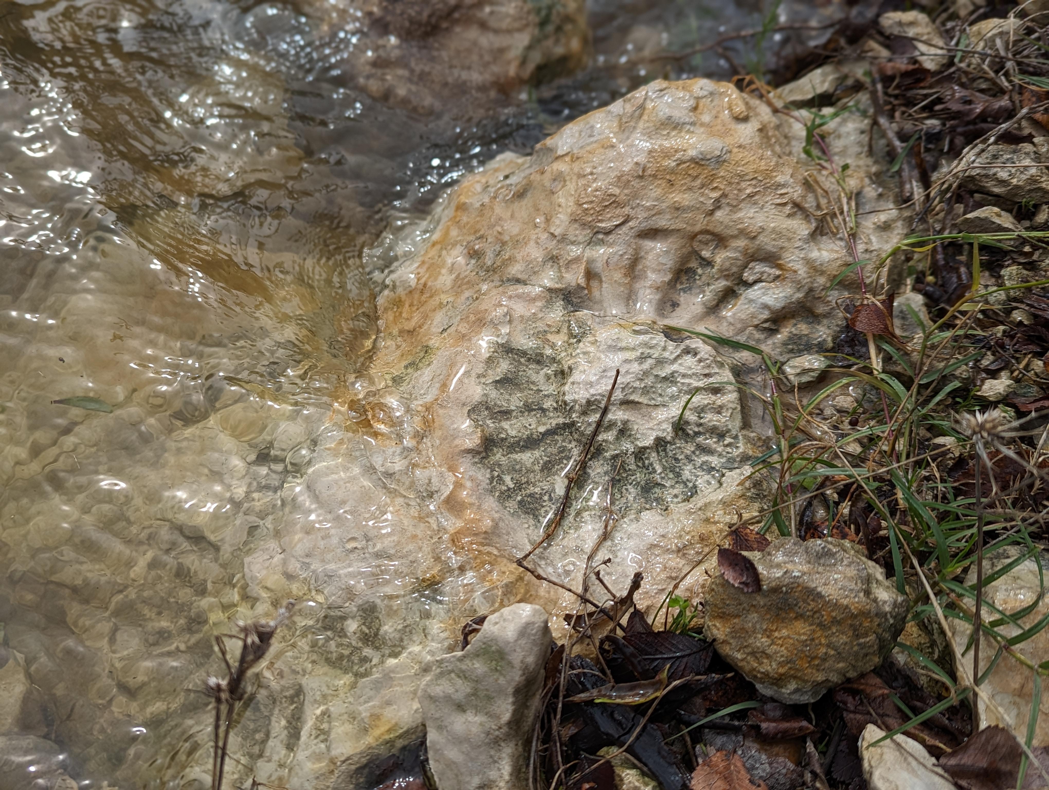 Whitney lake fossils. | Scrolller