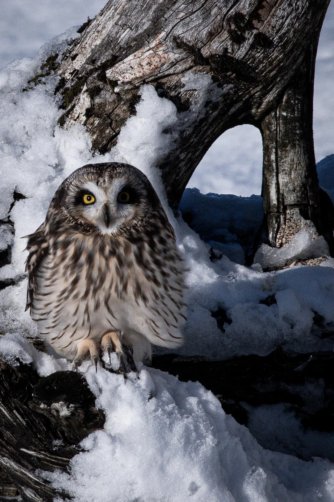 In the snowfields of Juneau, Alaska. | Scrolller
