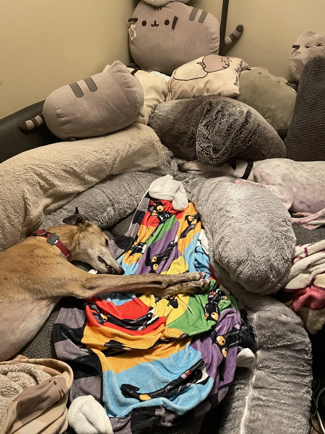 My snuggle bugs. | Scrolller