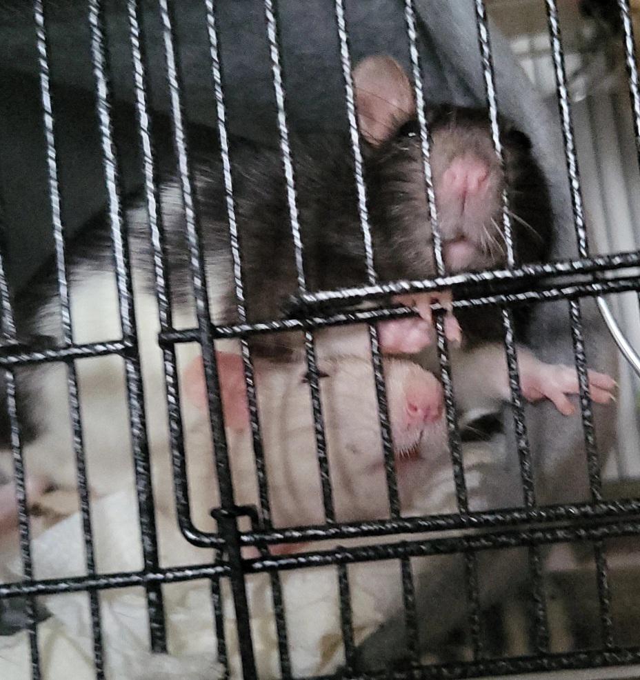 Prison Cuddles | Scrolller