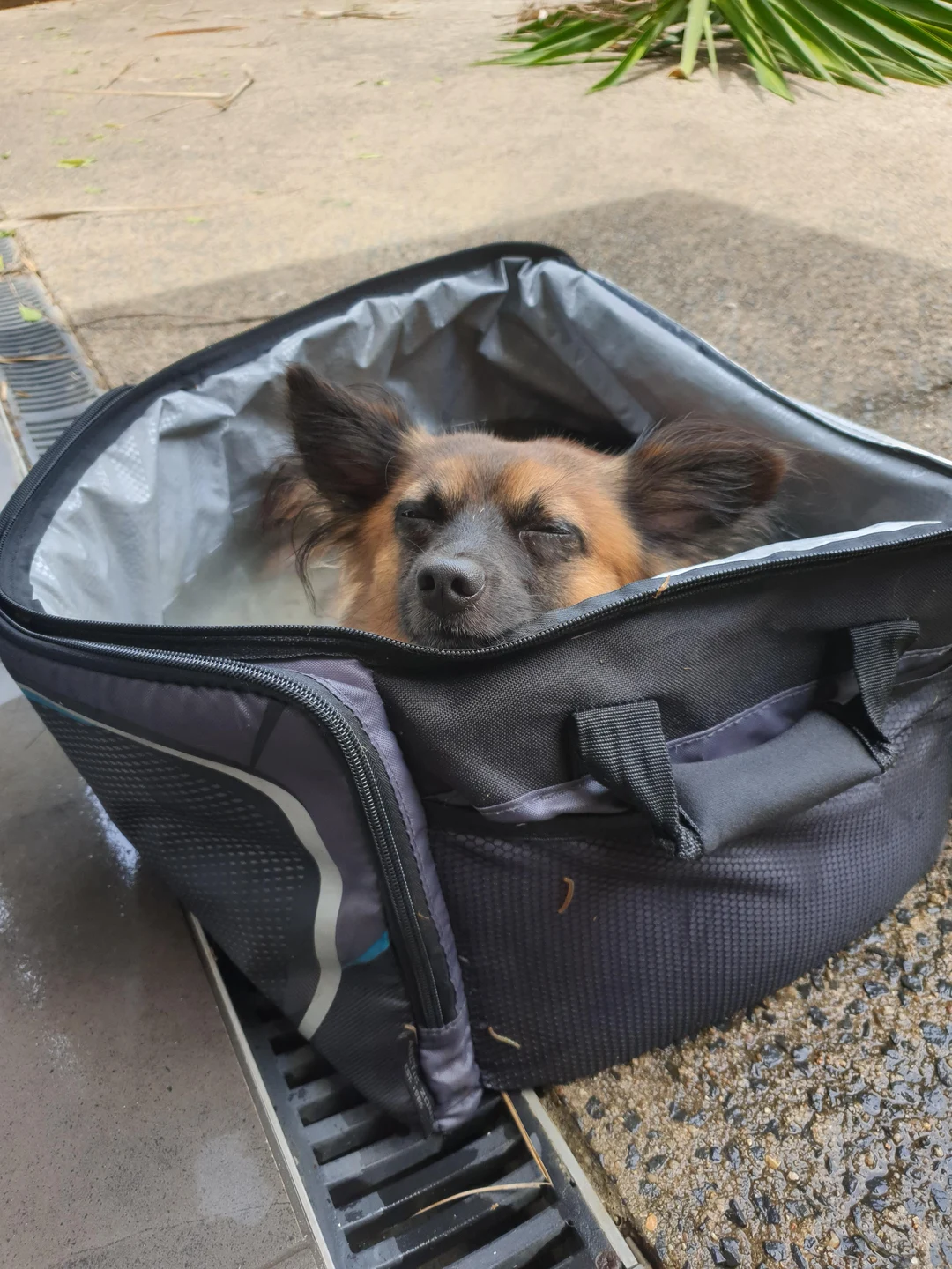 Once a week I take my dog to work. When he gets hot, I empty my lunchbox for him and fill it ...