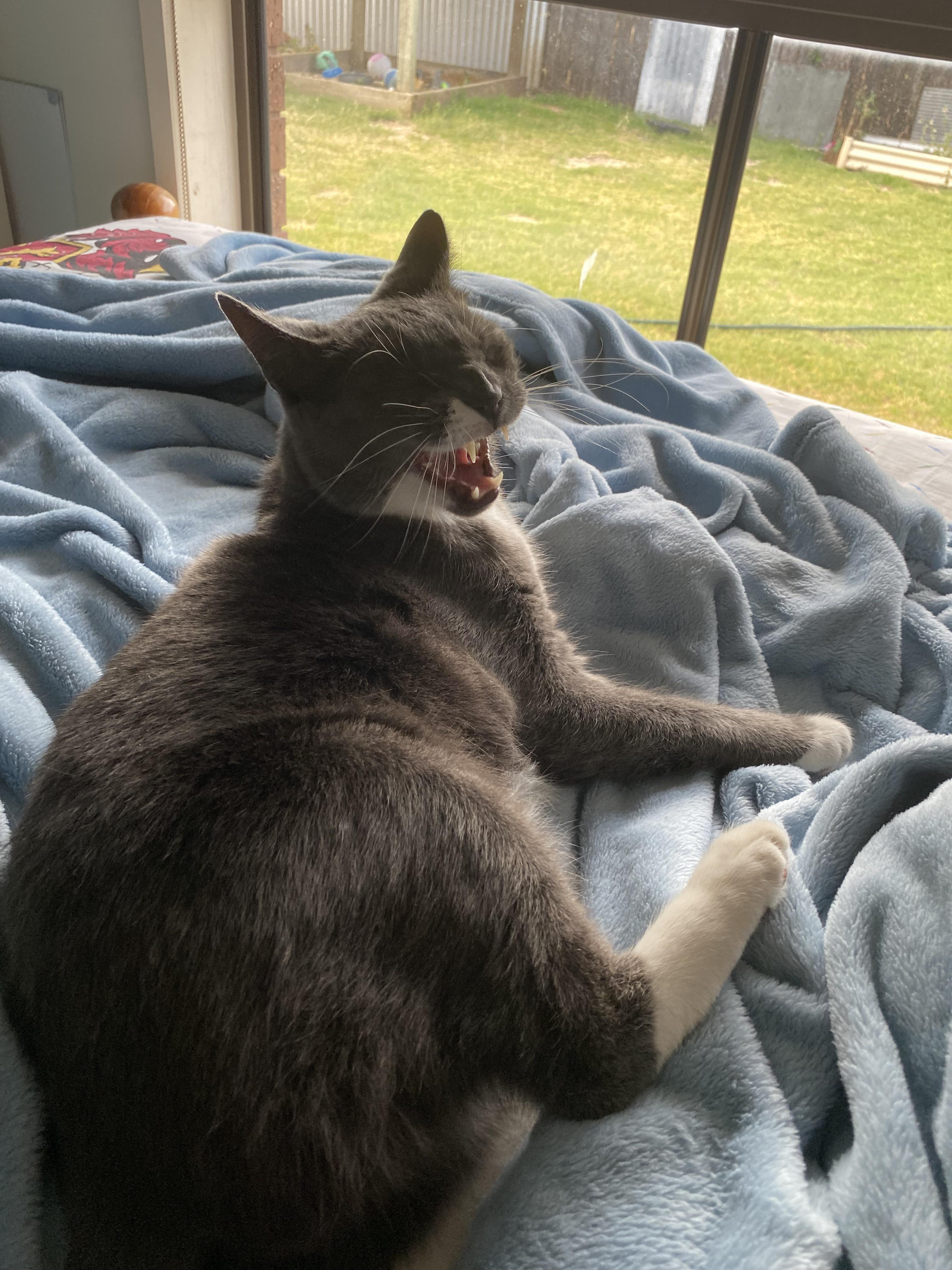 I finally got a picture of my cat yawning after wanting one for years | Scrolller
