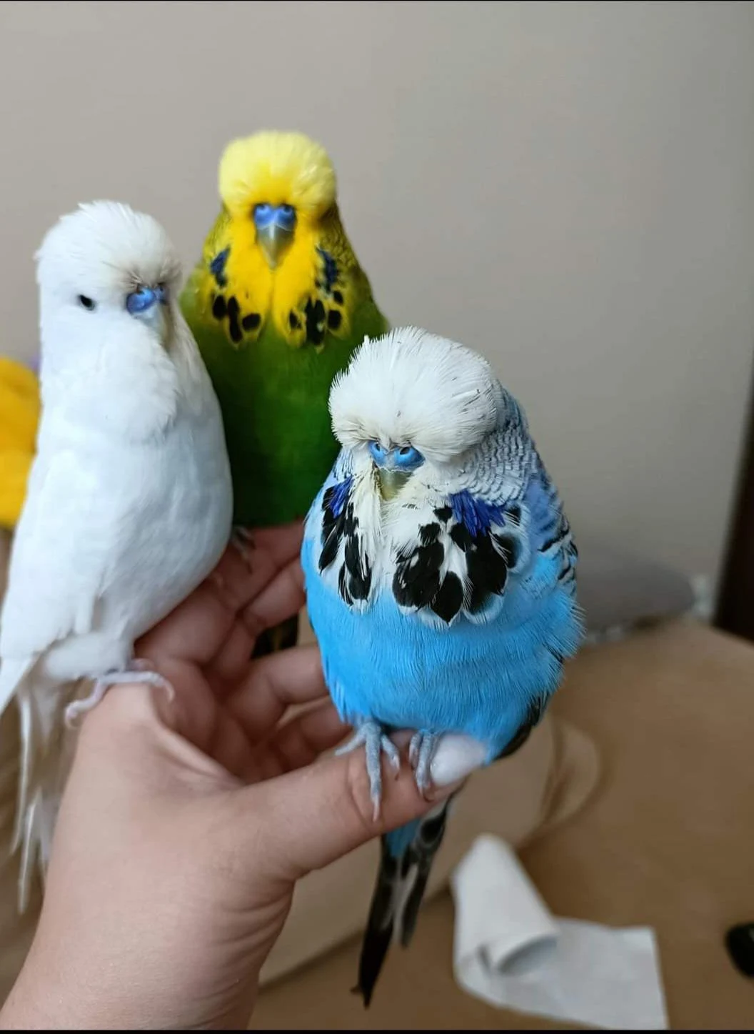 What's the name of this hot new band, and what's their debut album called? | Scrolller