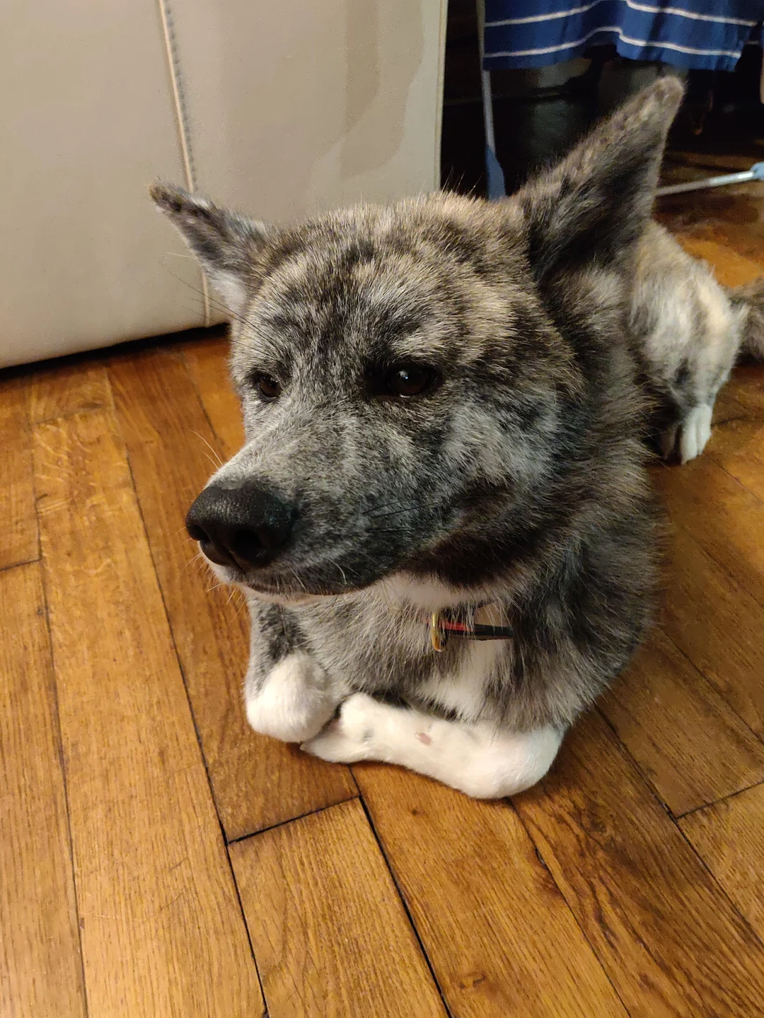 I saw your turtle doggo and I raise you my hen doggo | Scrolller