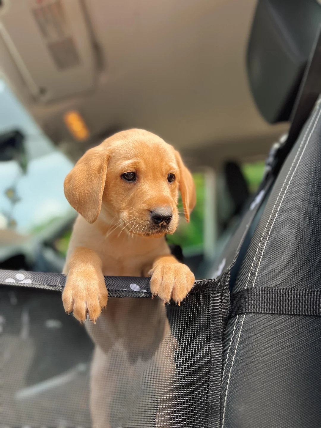 Crate training for naps too? | Scrolller