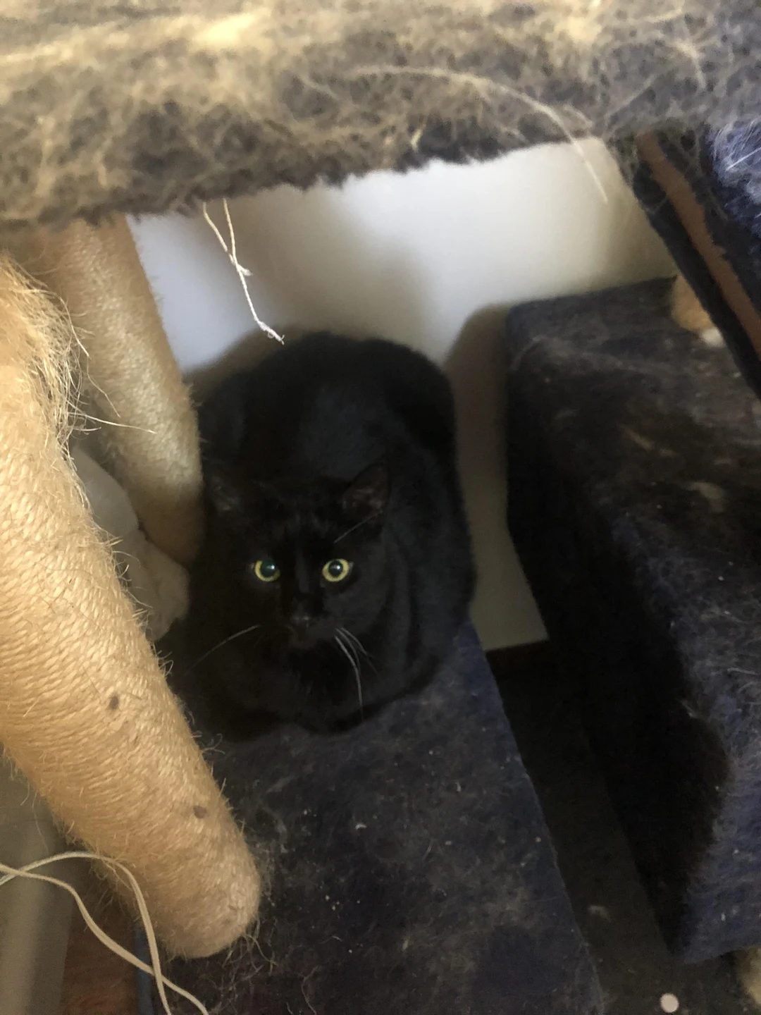 Burnt loaf | Scrolller