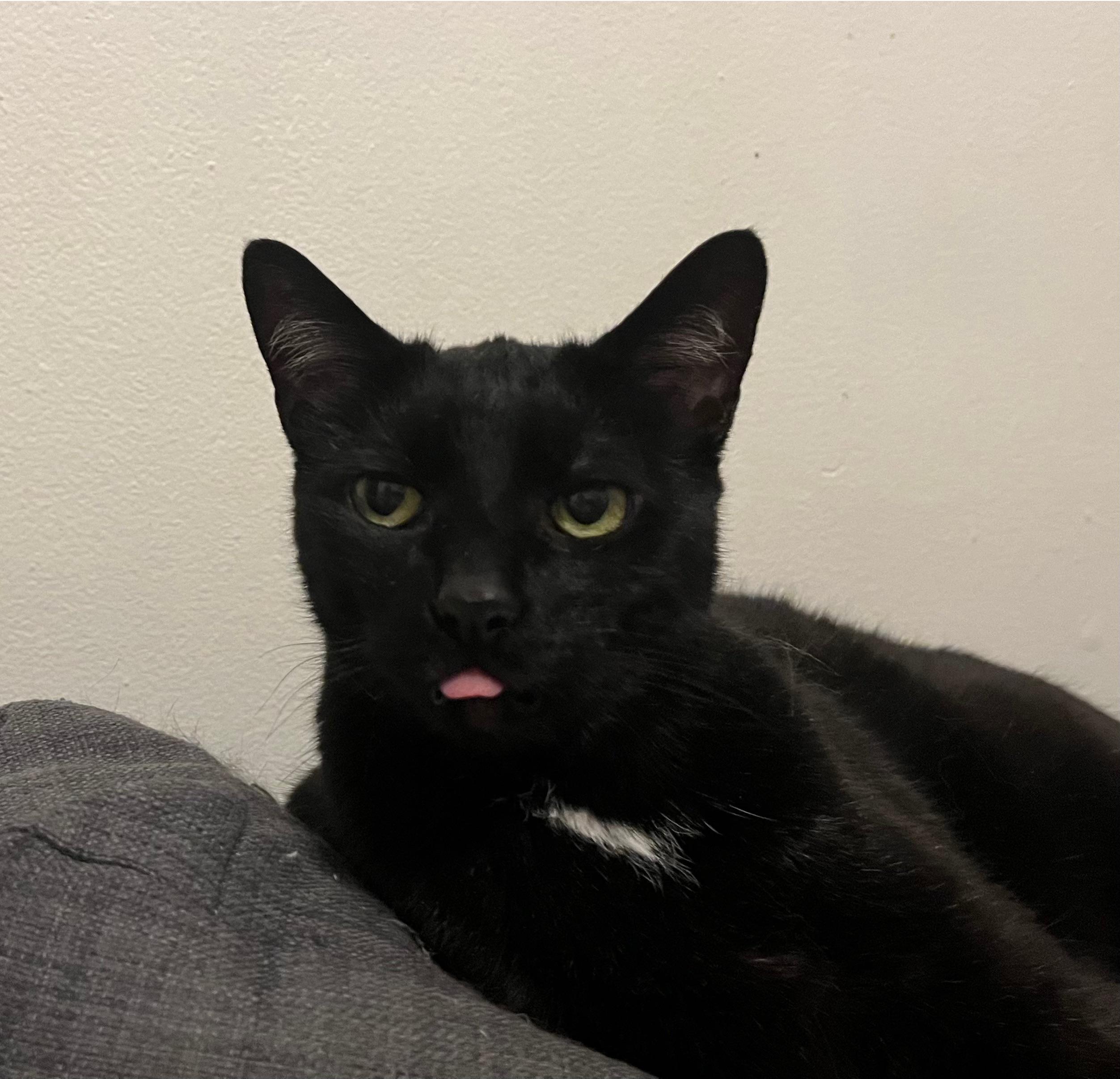 Major Void Blep Alert | Scrolller