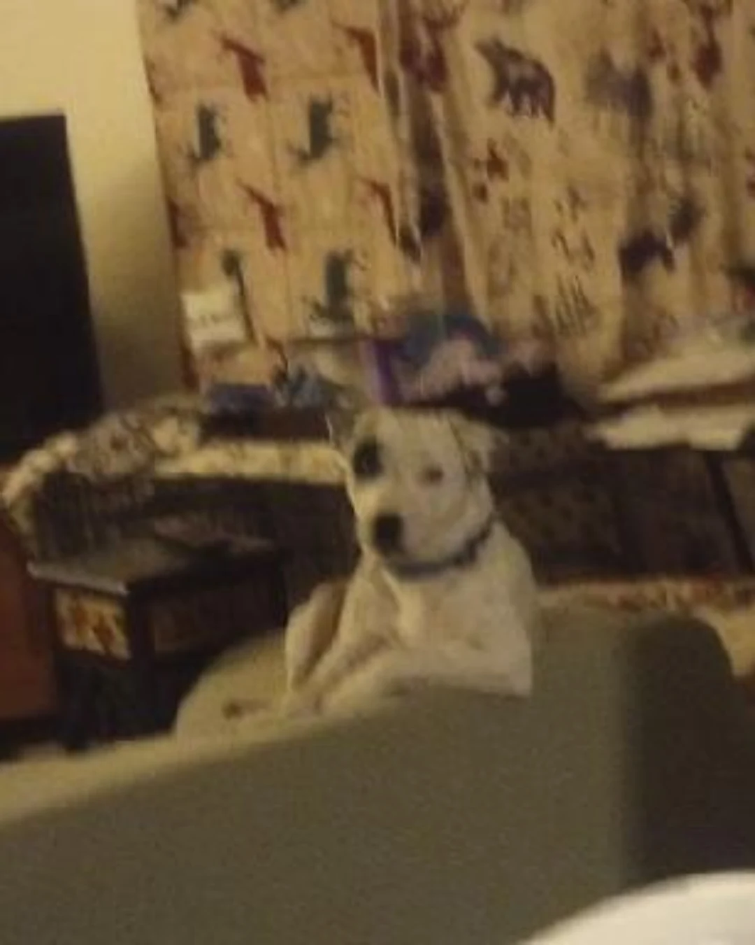 Trucker Bo | Scrolller