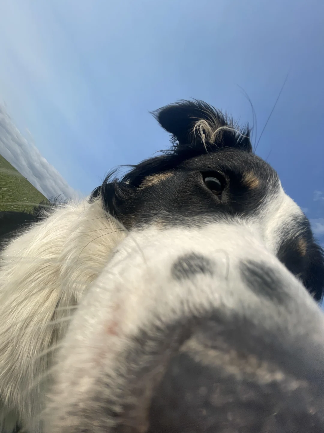 “SNIFF SNIFF SNIFF” | Scrolller