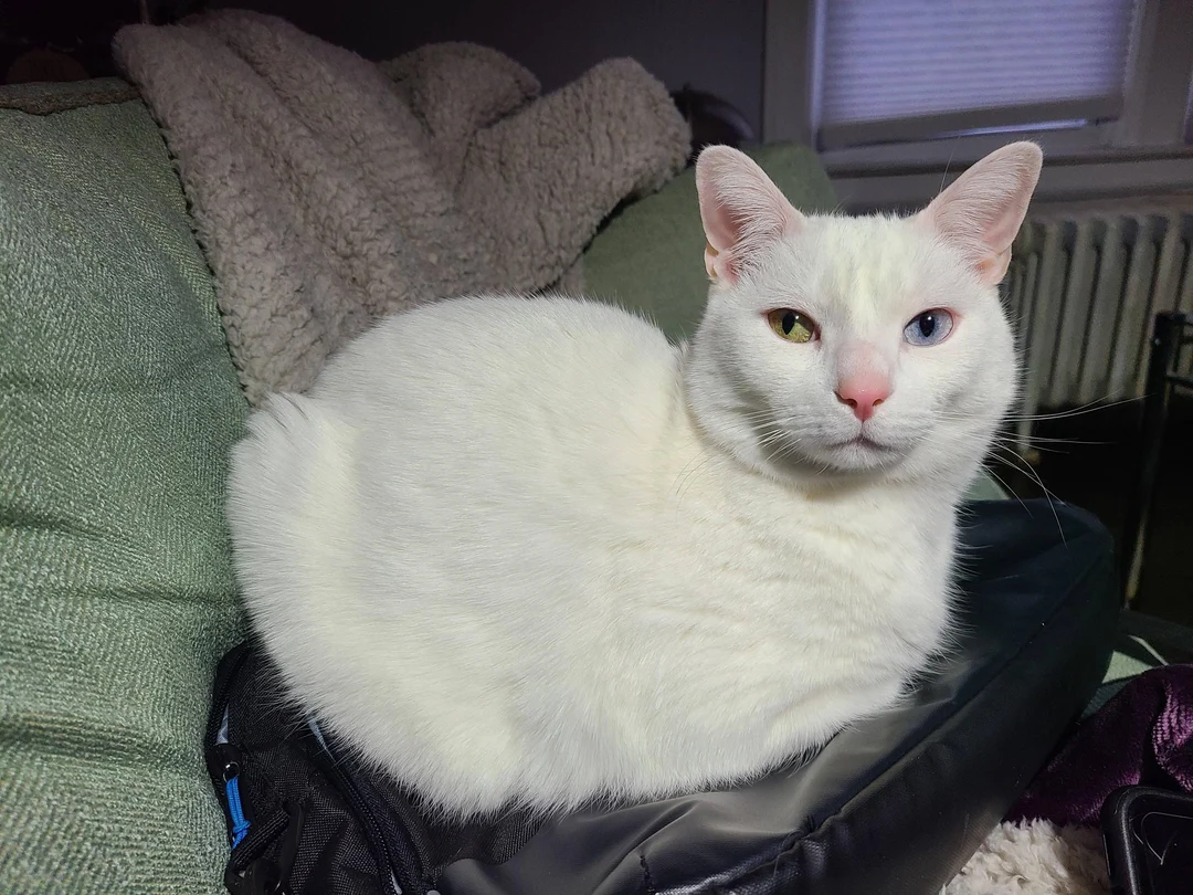 Excellent form, no limbs or tail | Scrolller