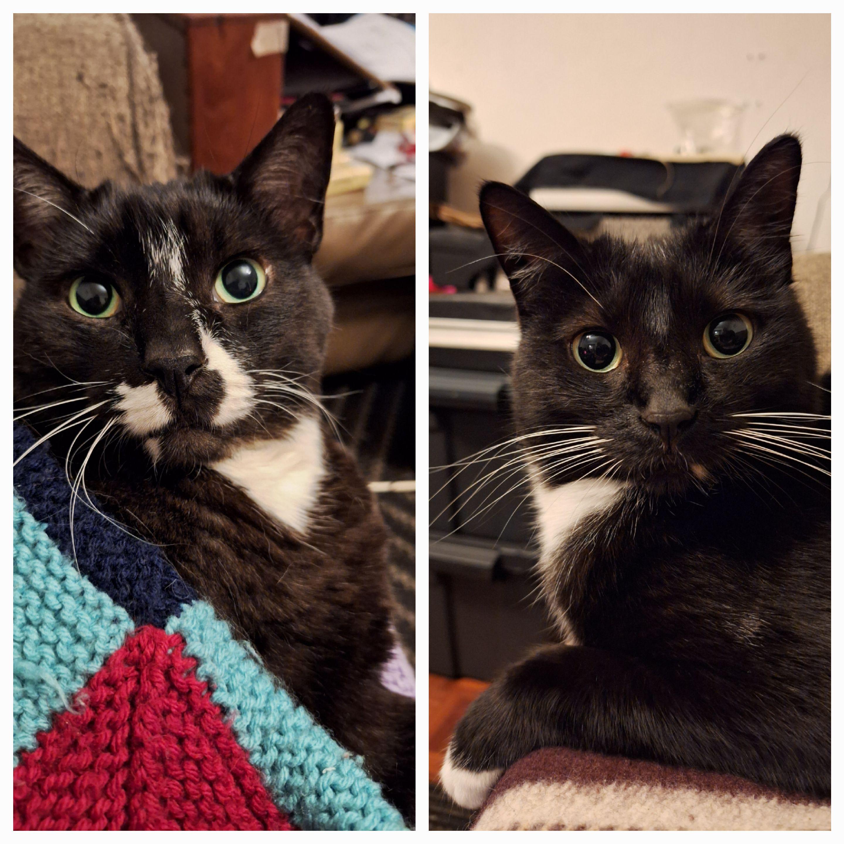 Noodle and the Small Cat | Scrolller