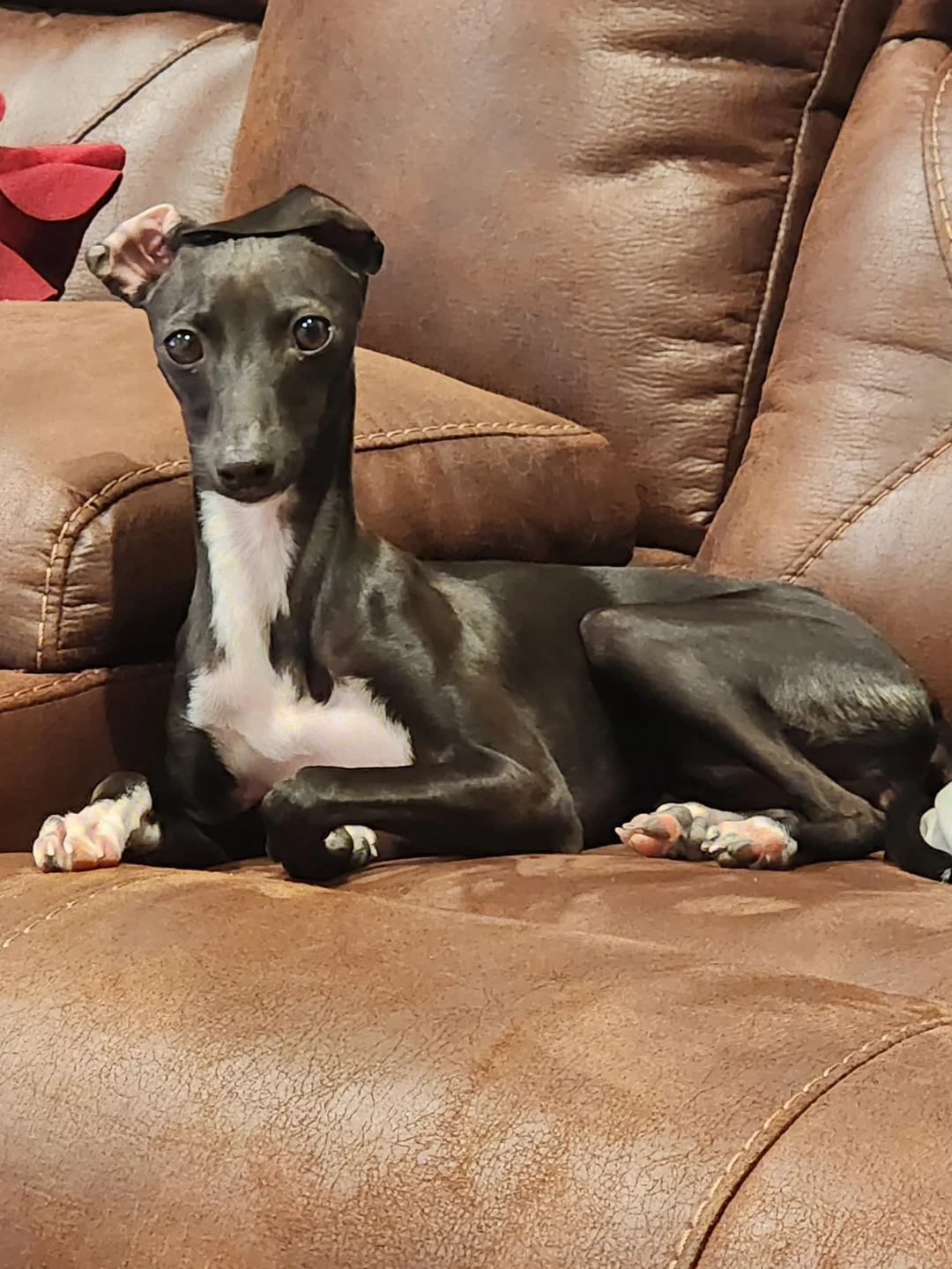 My furrbaby & her ears | Scrolller