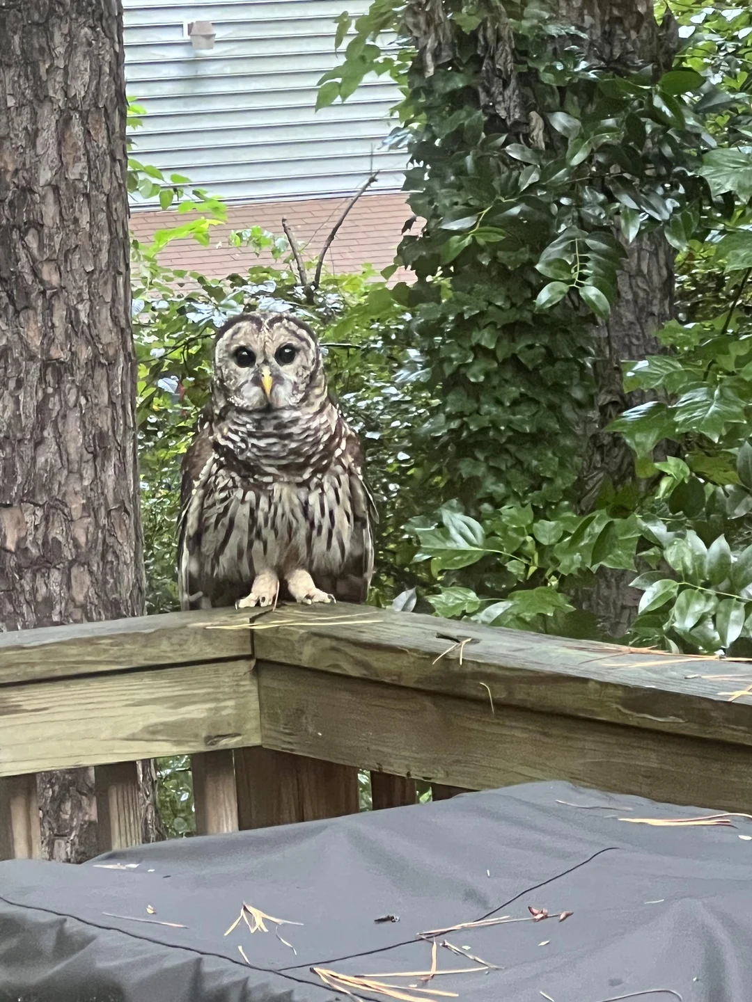 Barred Owl | Scrolller