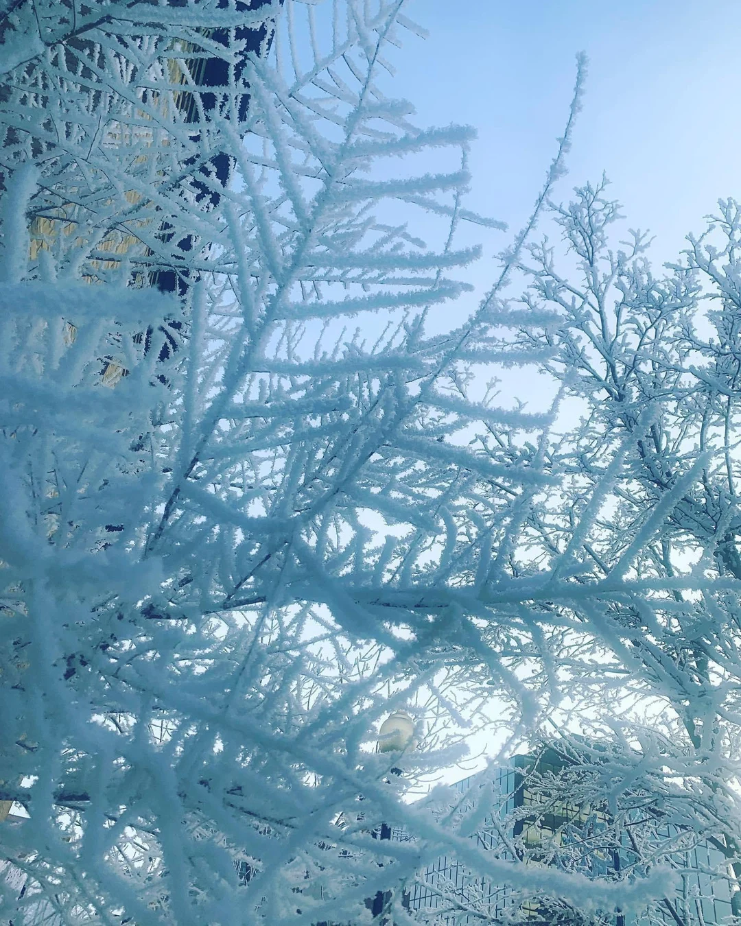 Frosted Trees | Scrolller