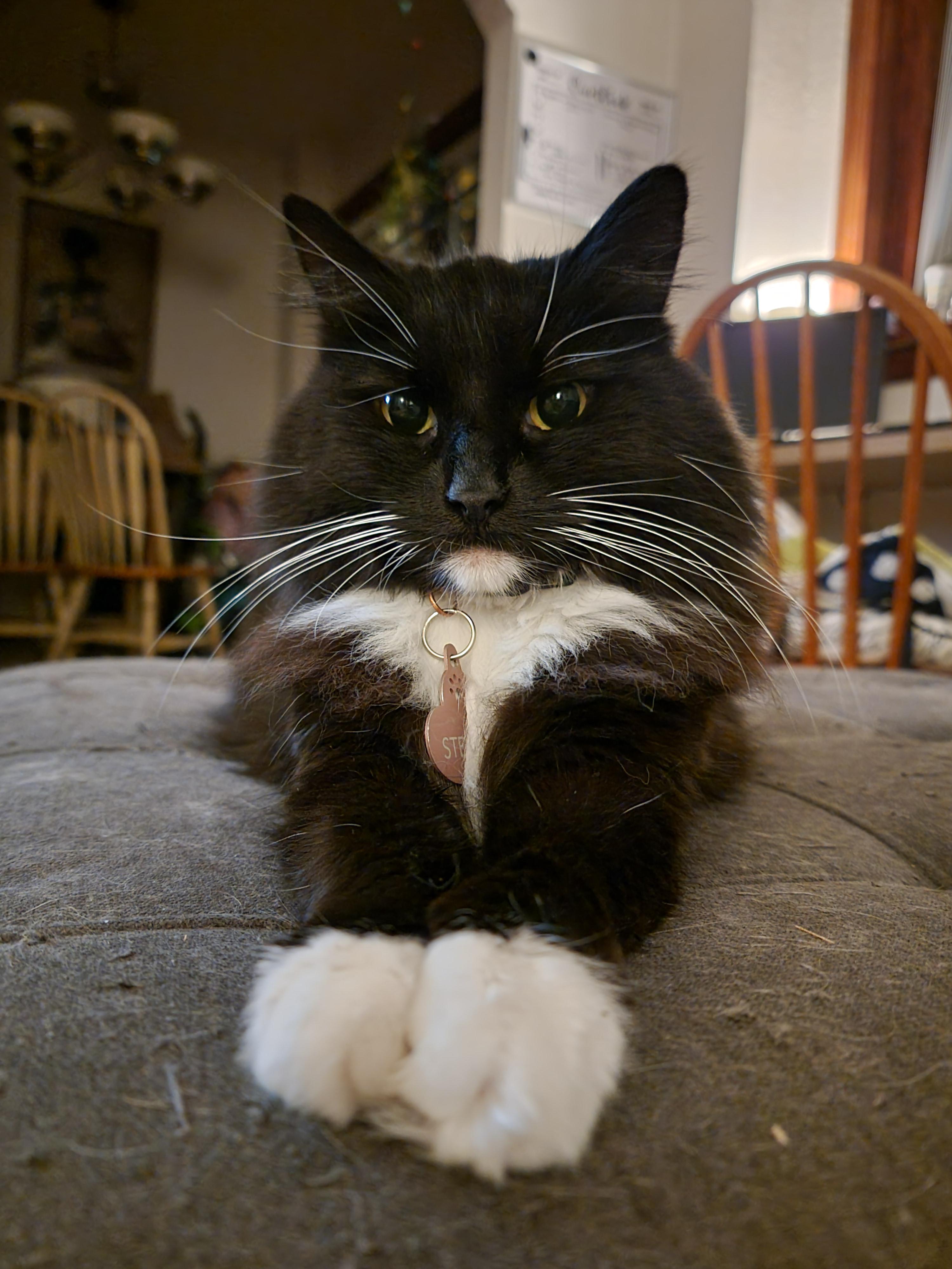 Steve is a gorgeous gorgeous girl with a gorgeous gorgeous tux. | Scrolller