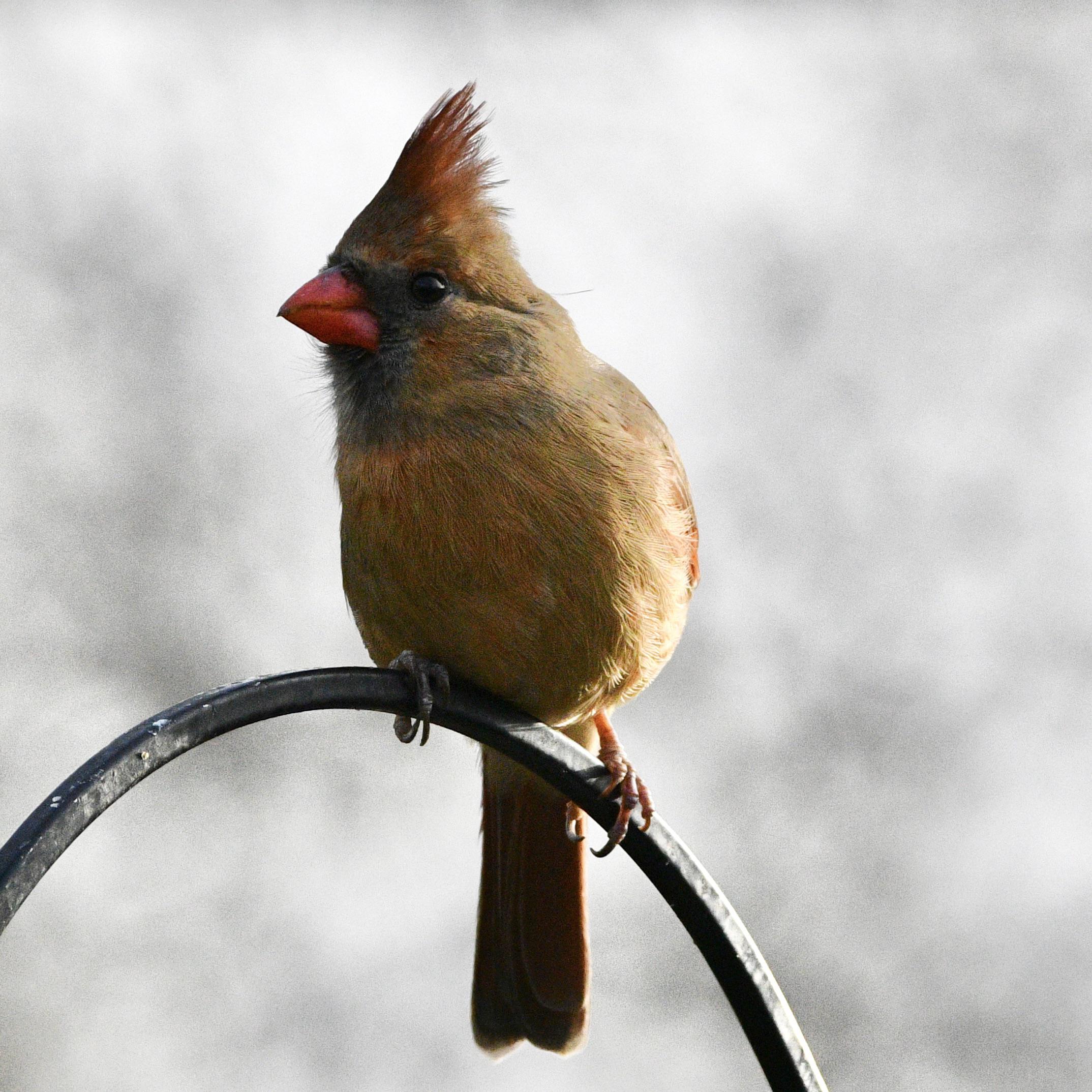 Female Northern Cardinal | Scrolller