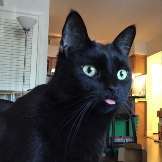 Black blep! | Scrolller