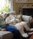 Just a Goldendoodle watching the game with his dad | Scrolller